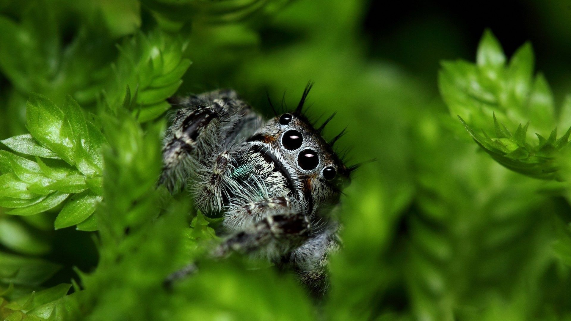 Jumping Spider Wallpapers - Top Free Jumping Spider Backgrounds ...