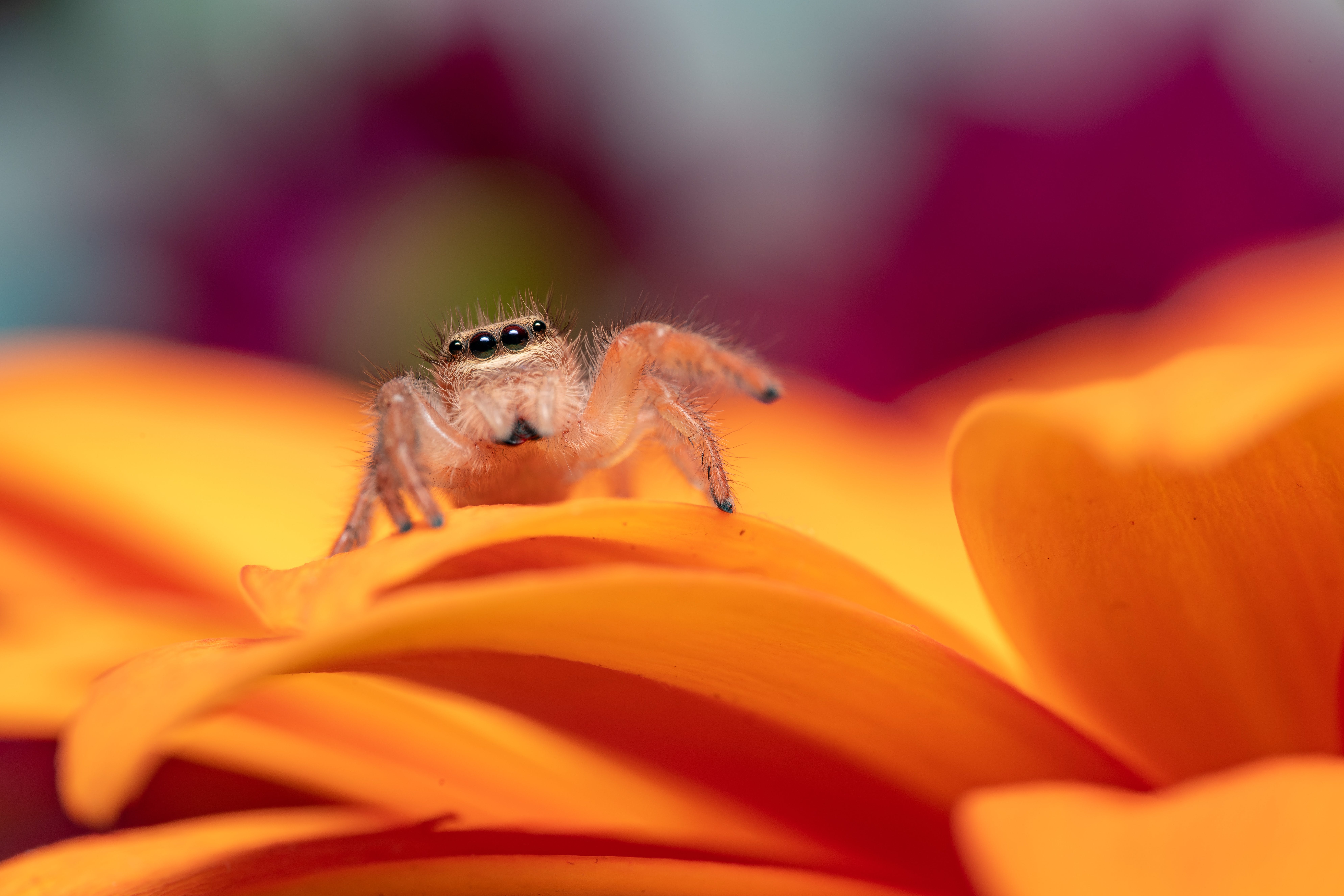 Jumping Spider Wallpapers - Top Free Jumping Spider Backgrounds ...