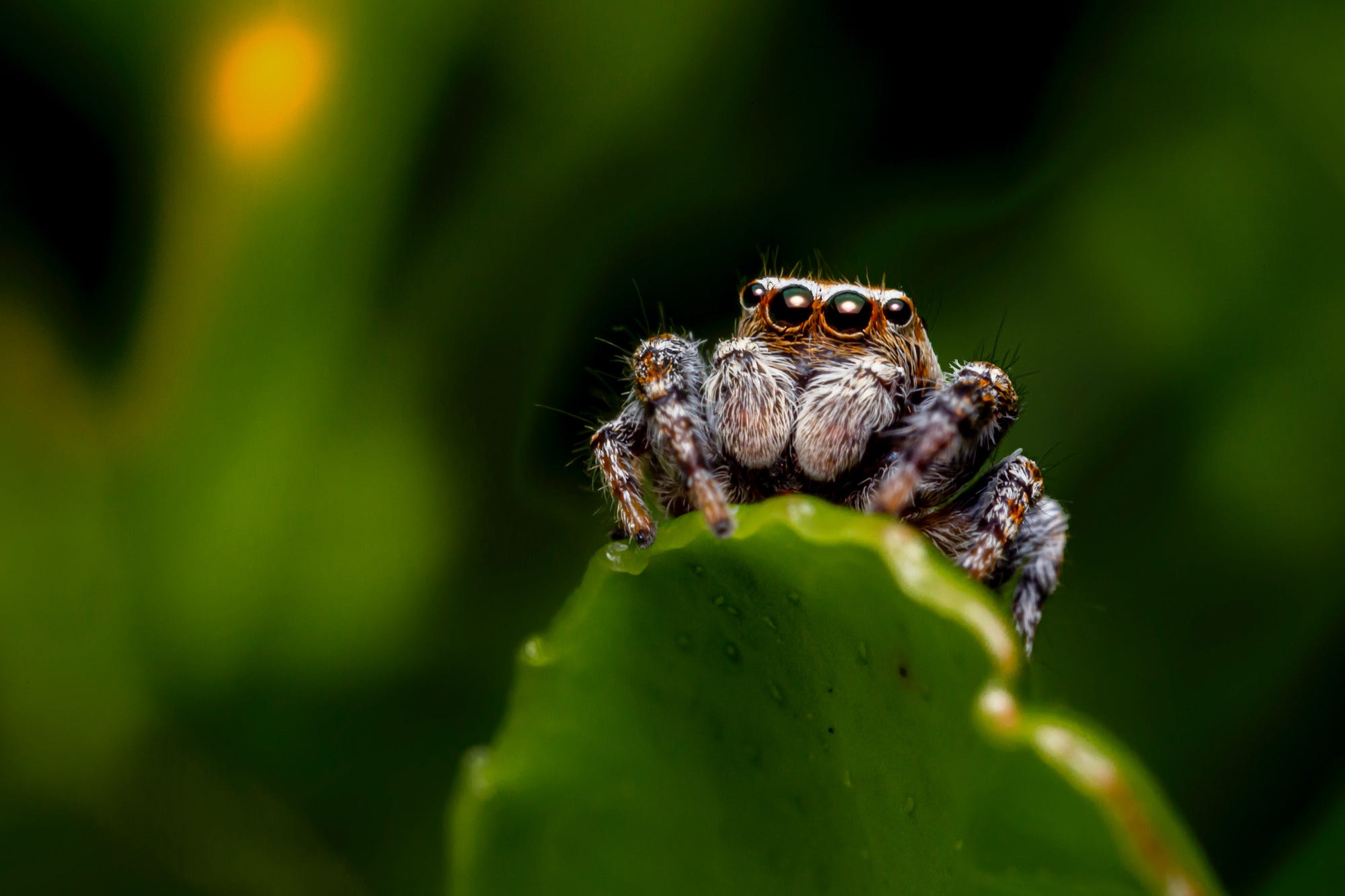 Jumping Spider Wallpapers - Top Free Jumping Spider Backgrounds ...