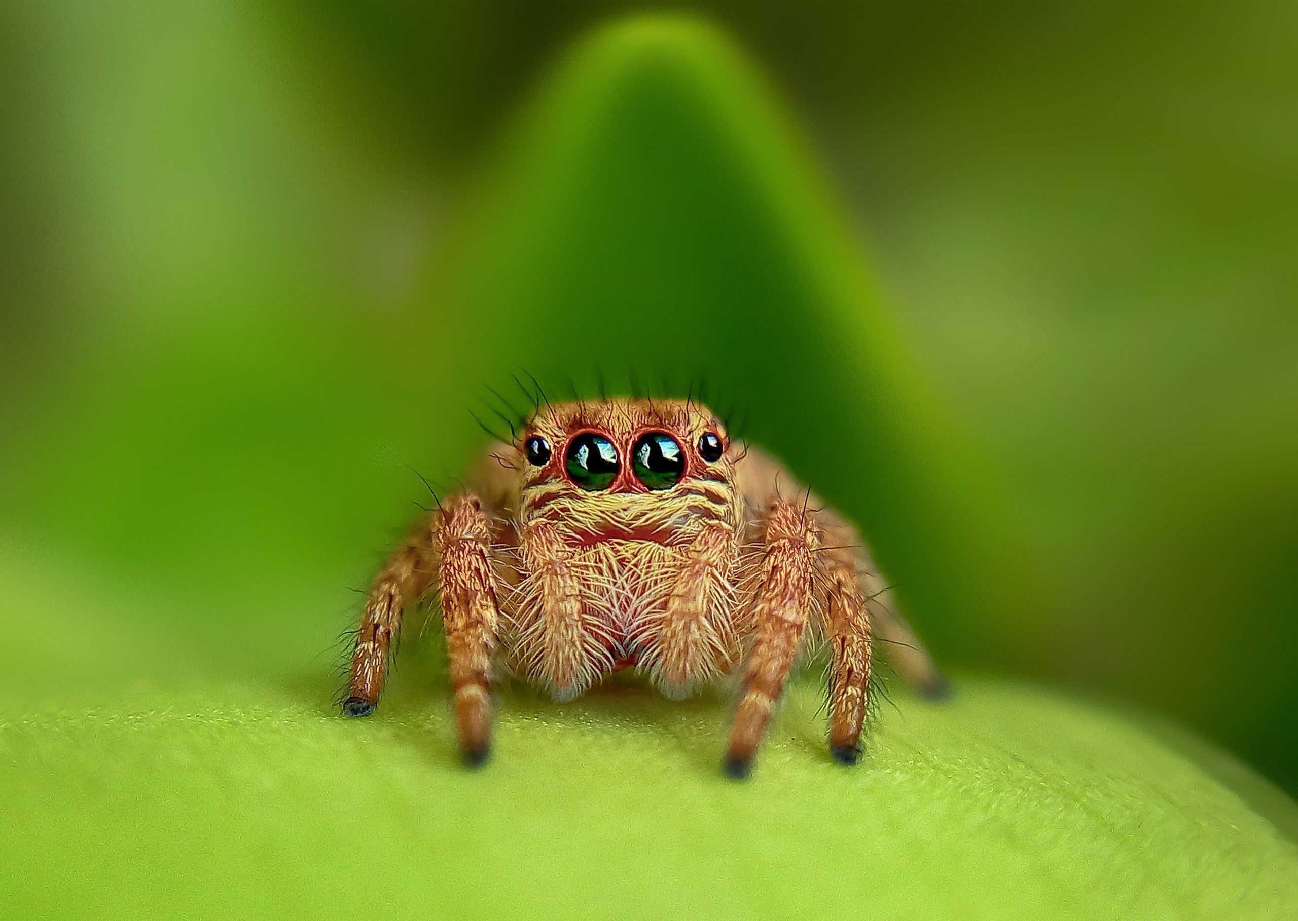 Jumping Spider Wallpapers - Top Free Jumping Spider Backgrounds ...