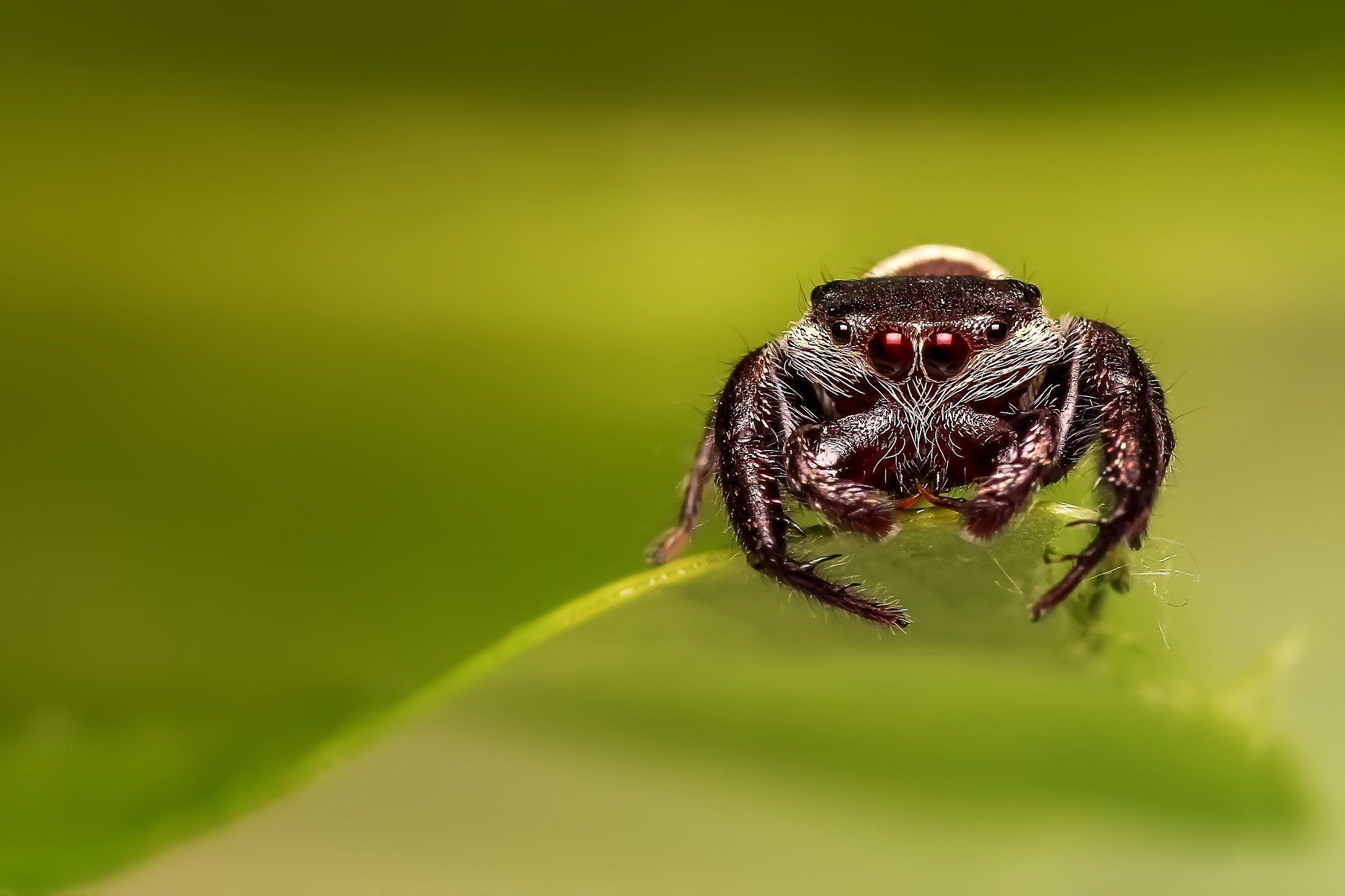 Jumping Spider Wallpapers - Top Free Jumping Spider Backgrounds ...