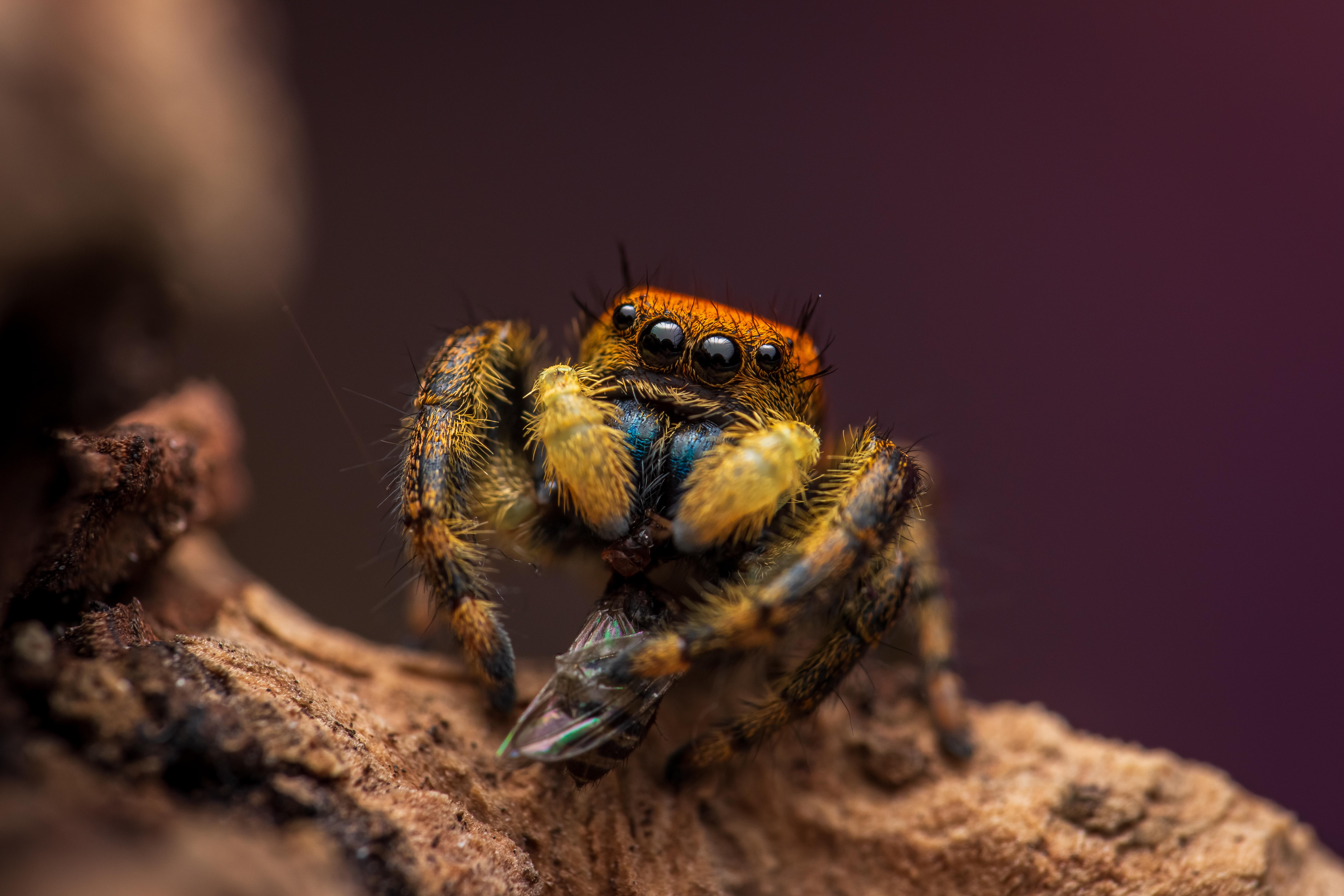 Jumping Spider Wallpapers - Top Free Jumping Spider Backgrounds ...
