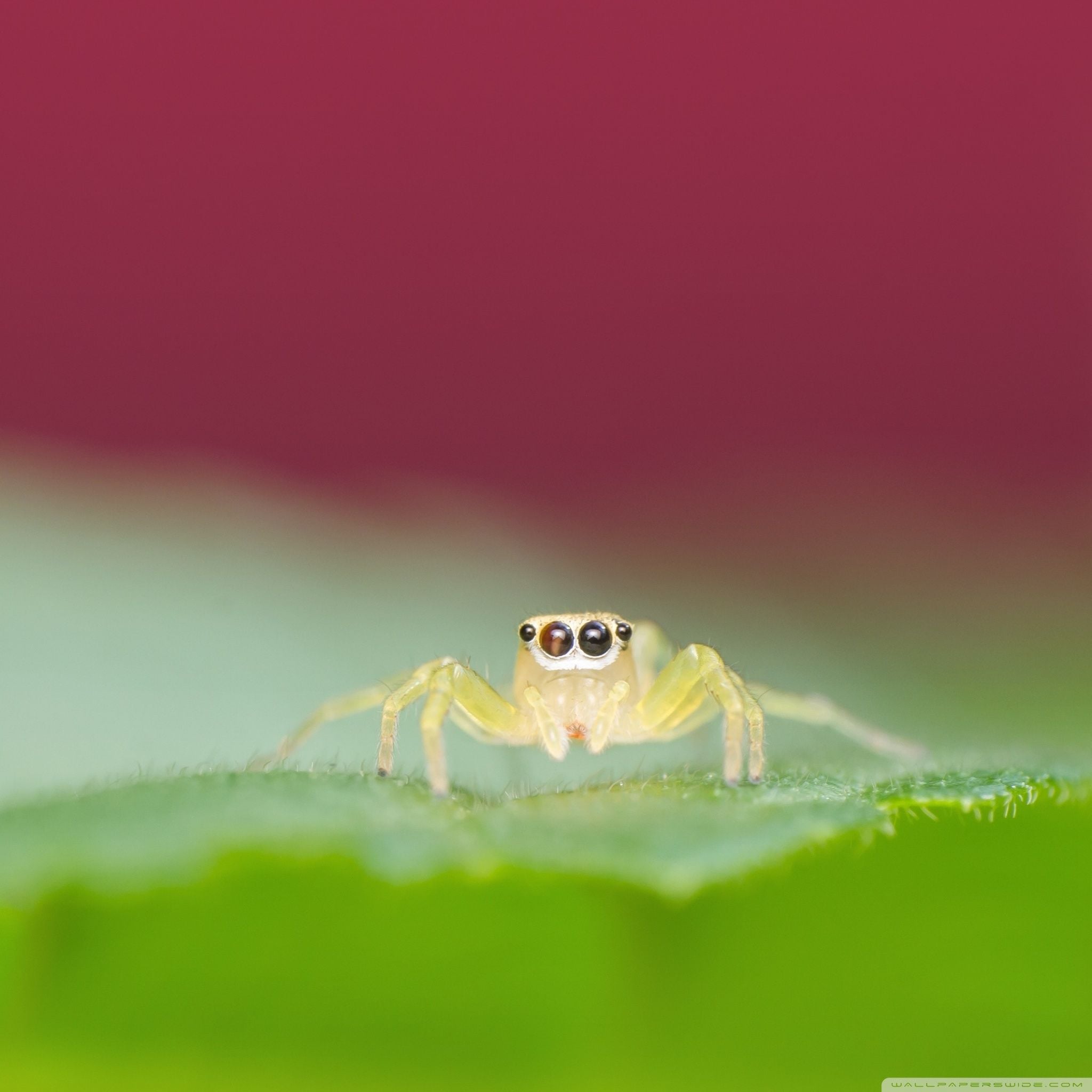 Jumping Spider Wallpapers - Top Free Jumping Spider Backgrounds ...