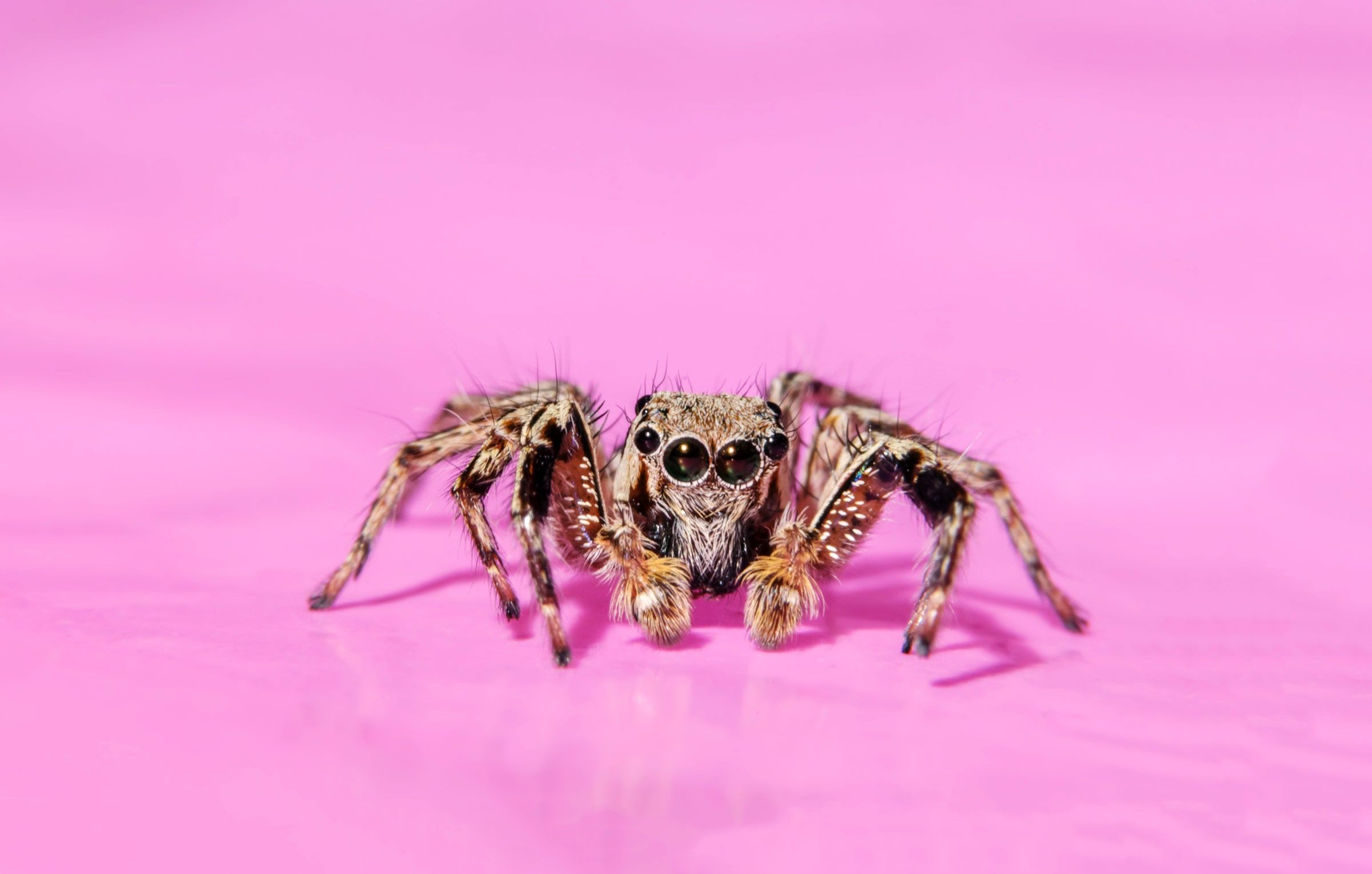 Jumping Spider Wallpapers - Top Free Jumping Spider Backgrounds ...