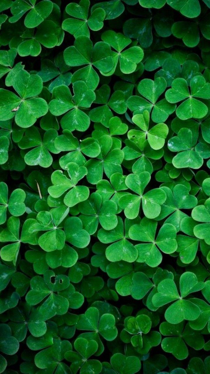 Green Leaves Wallpapers - Top Free Green Leaves Backgrounds ...