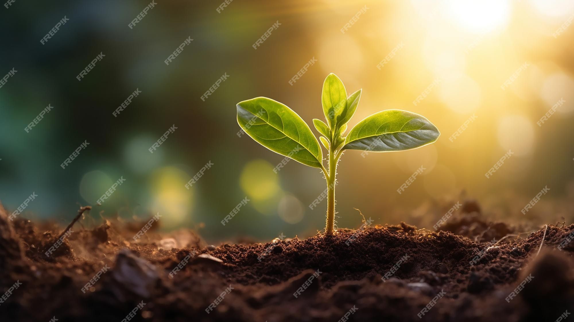 Sowing Wallpapers - Top Free Sowing Backgrounds - WallpaperAccess