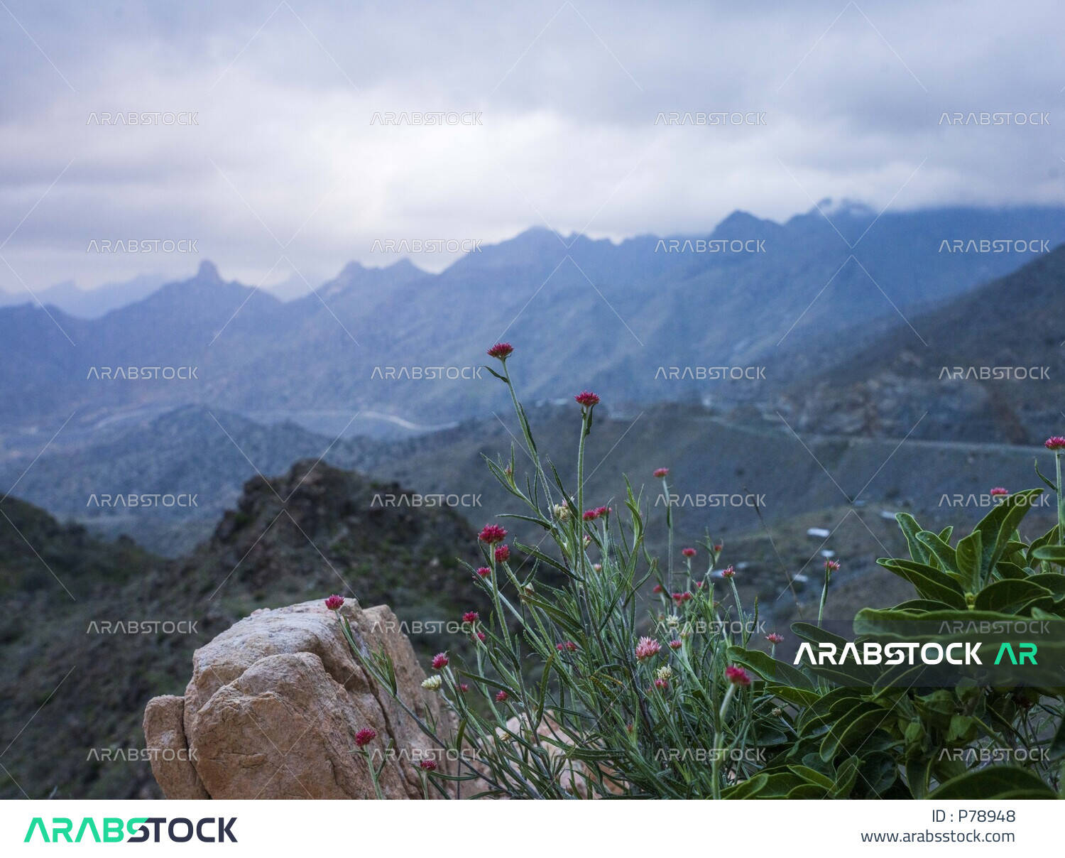 Taif Wallpapers - Top Free Taif Backgrounds - WallpaperAccess