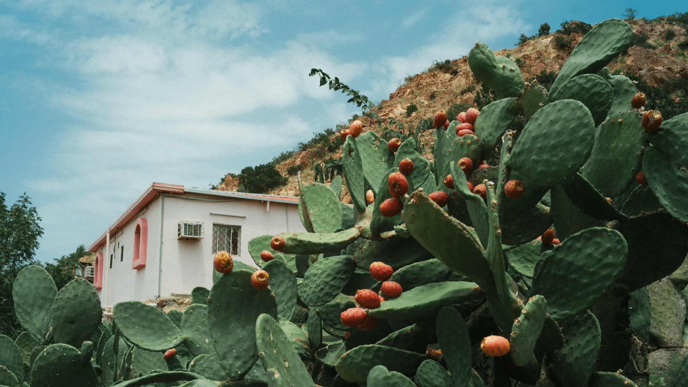 Taif Wallpapers - Top Free Taif Backgrounds - WallpaperAccess