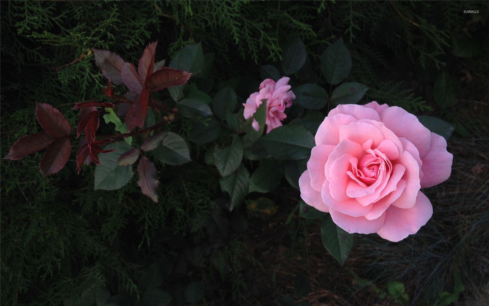 Pink Roses Wallpapers - Top Free Pink Roses Backgrounds - WallpaperAccess