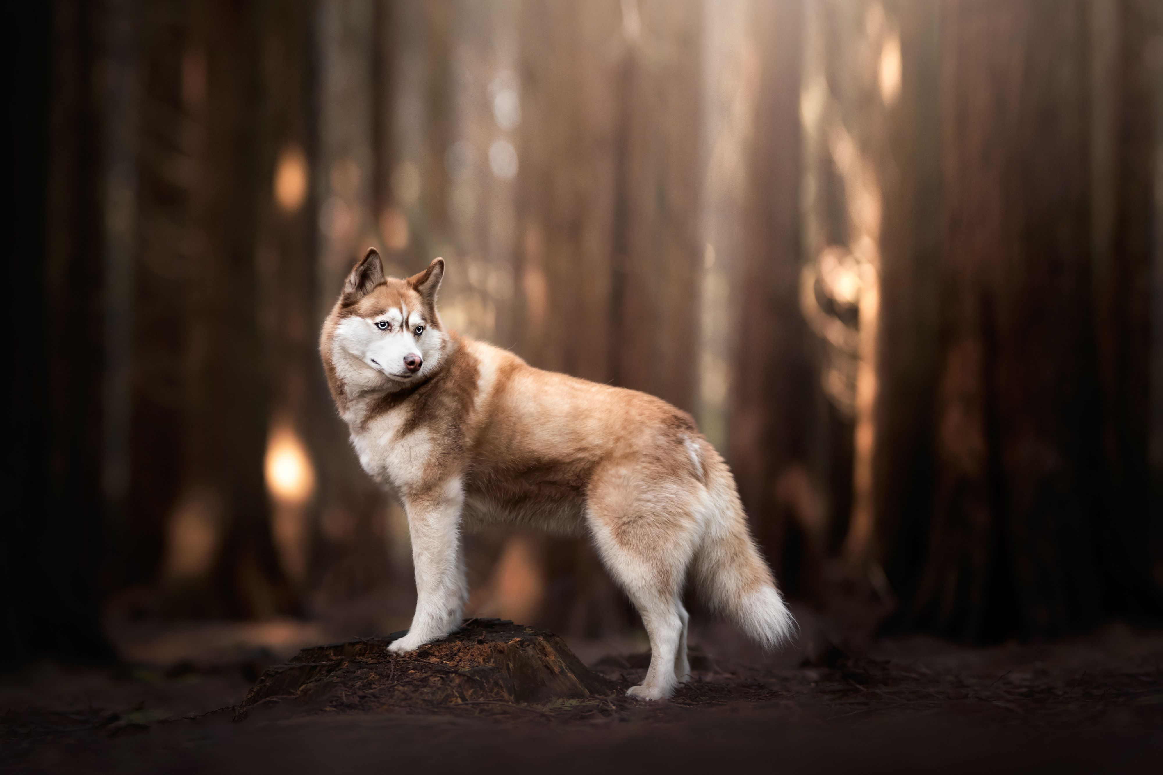 Husky 4k Wallpapers - Top Free Husky 4k Backgrounds - WallpaperAccess