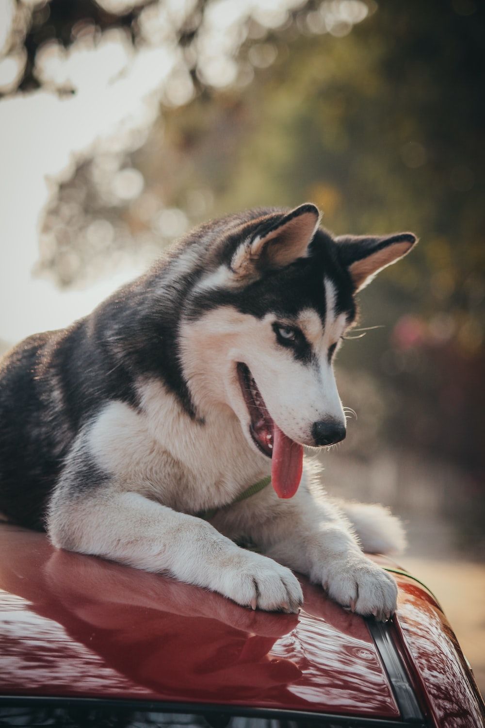 Husky 4k Wallpapers - Top Free Husky 4k Backgrounds - WallpaperAccess