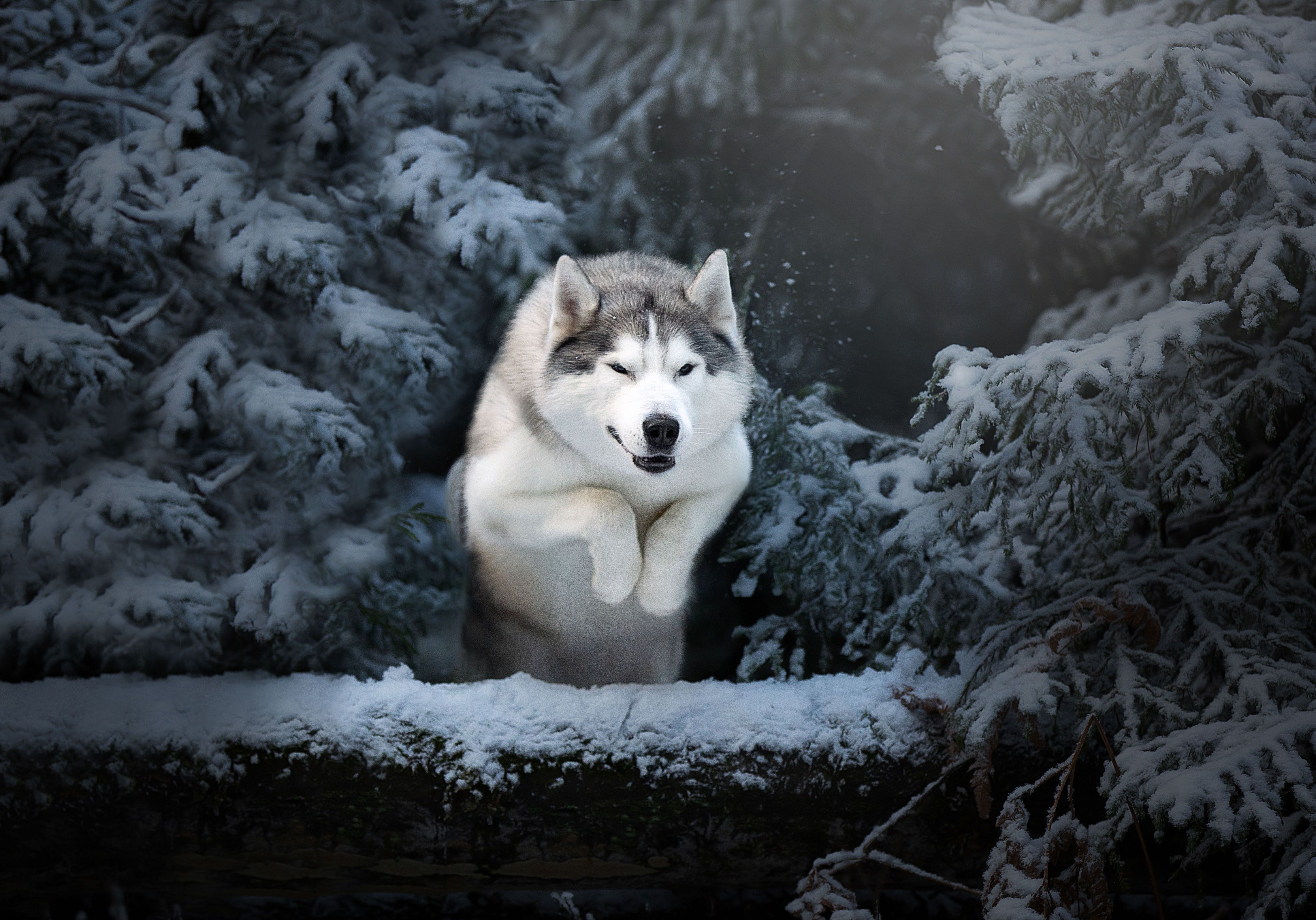 Husky 4k Wallpapers - Top Free Husky 4k Backgrounds - WallpaperAccess