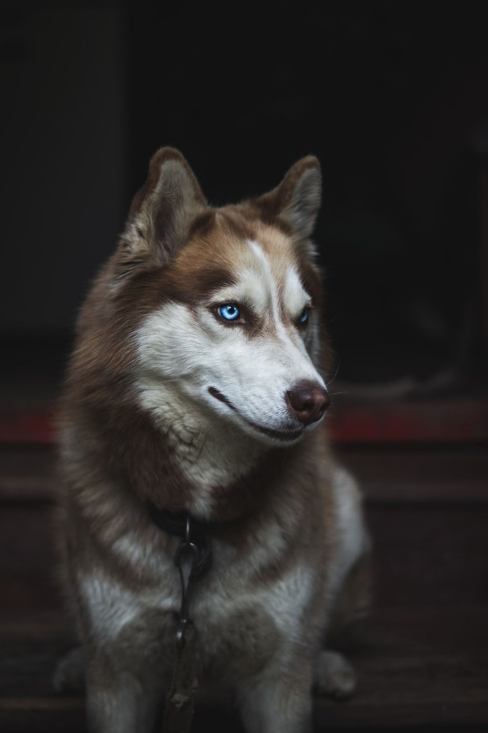 Husky 4k Wallpapers - Top Free Husky 4k Backgrounds - WallpaperAccess