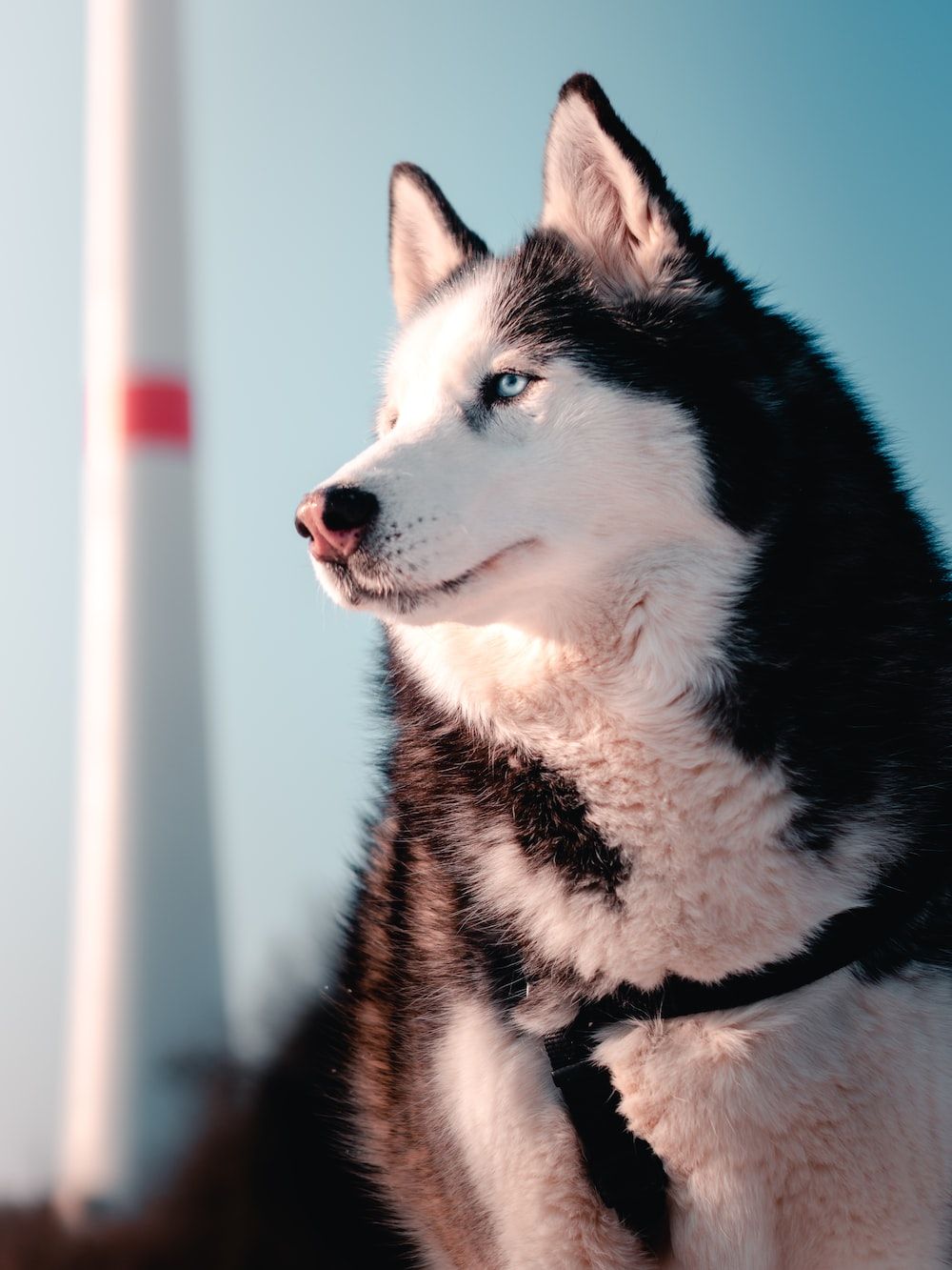 Husky 4k Wallpapers - Top Free Husky 4k Backgrounds - WallpaperAccess
