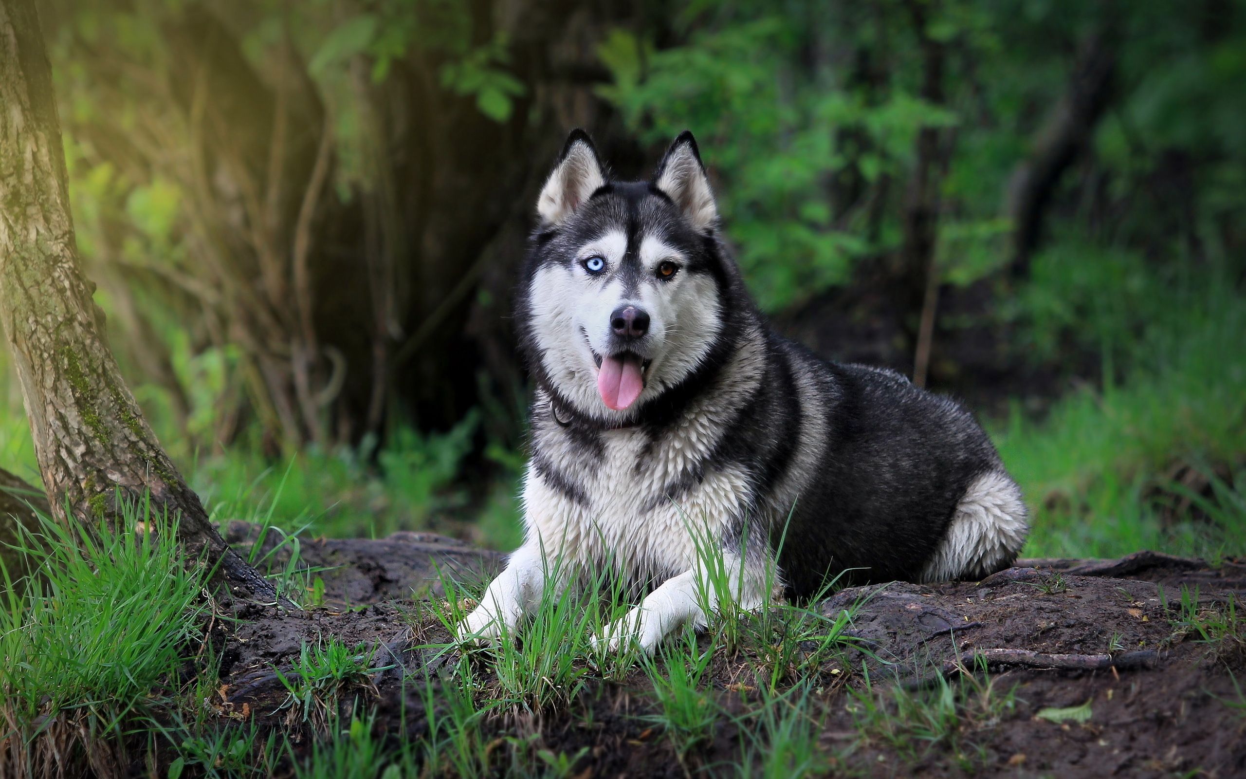 Husky 4k Wallpapers - Top Free Husky 4k Backgrounds - WallpaperAccess