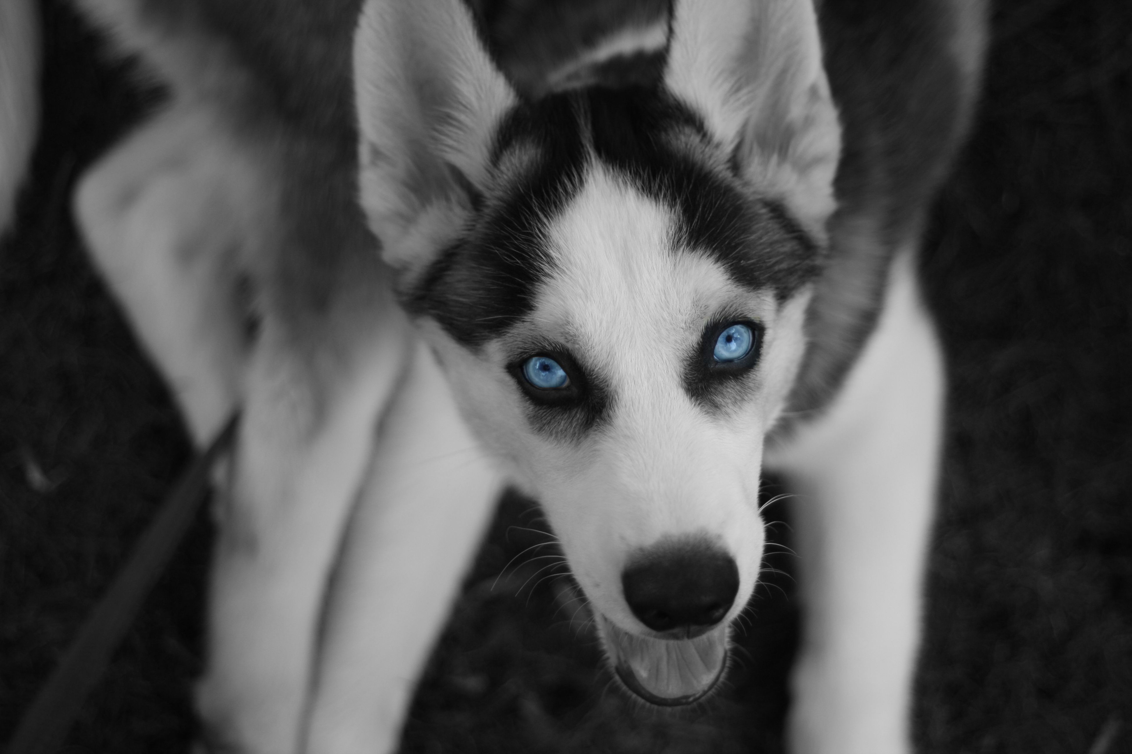 Husky 4k Wallpapers - Top Free Husky 4k Backgrounds - WallpaperAccess