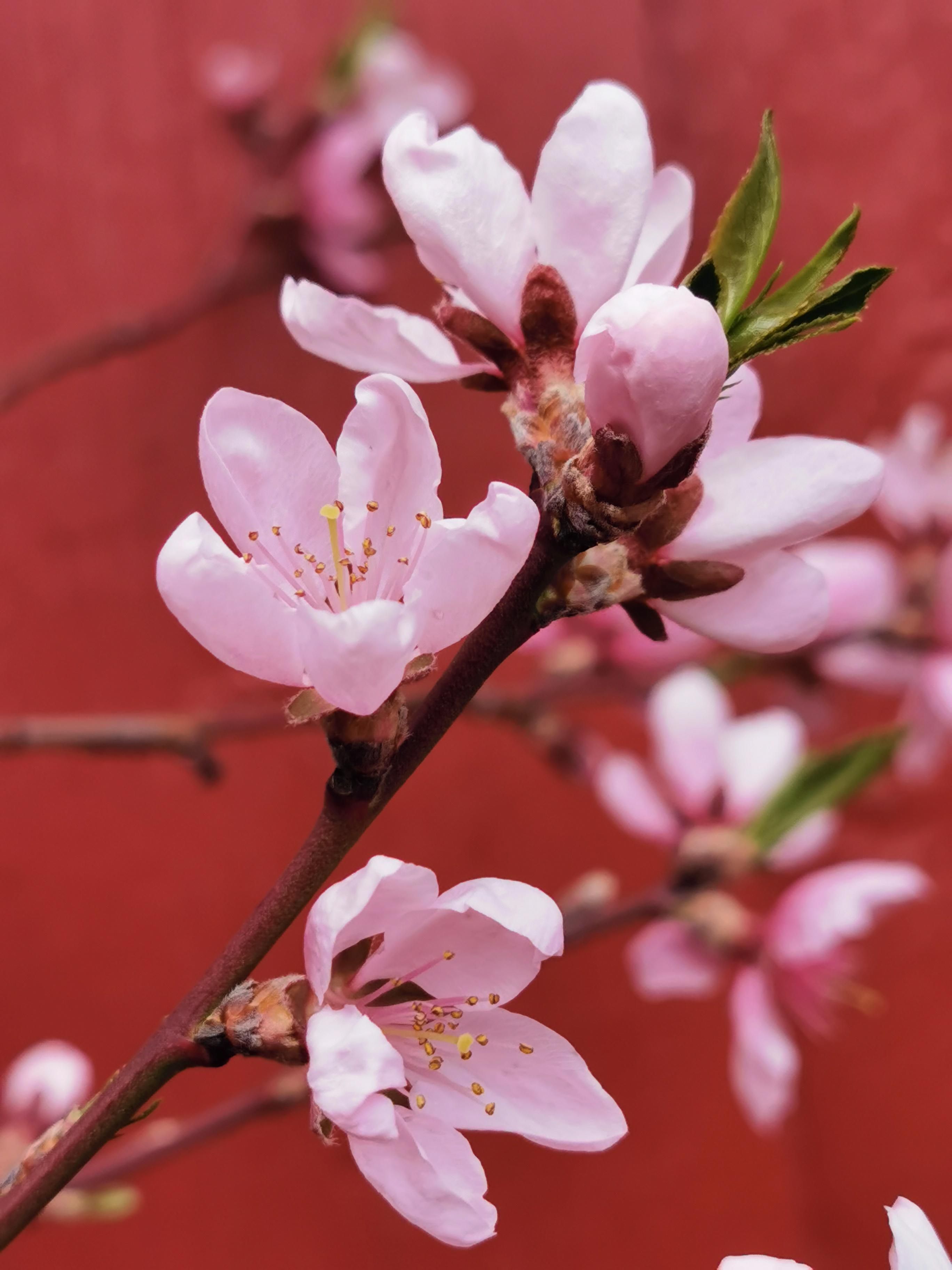 Persica Wallpapers - Top Free Persica Backgrounds - WallpaperAccess