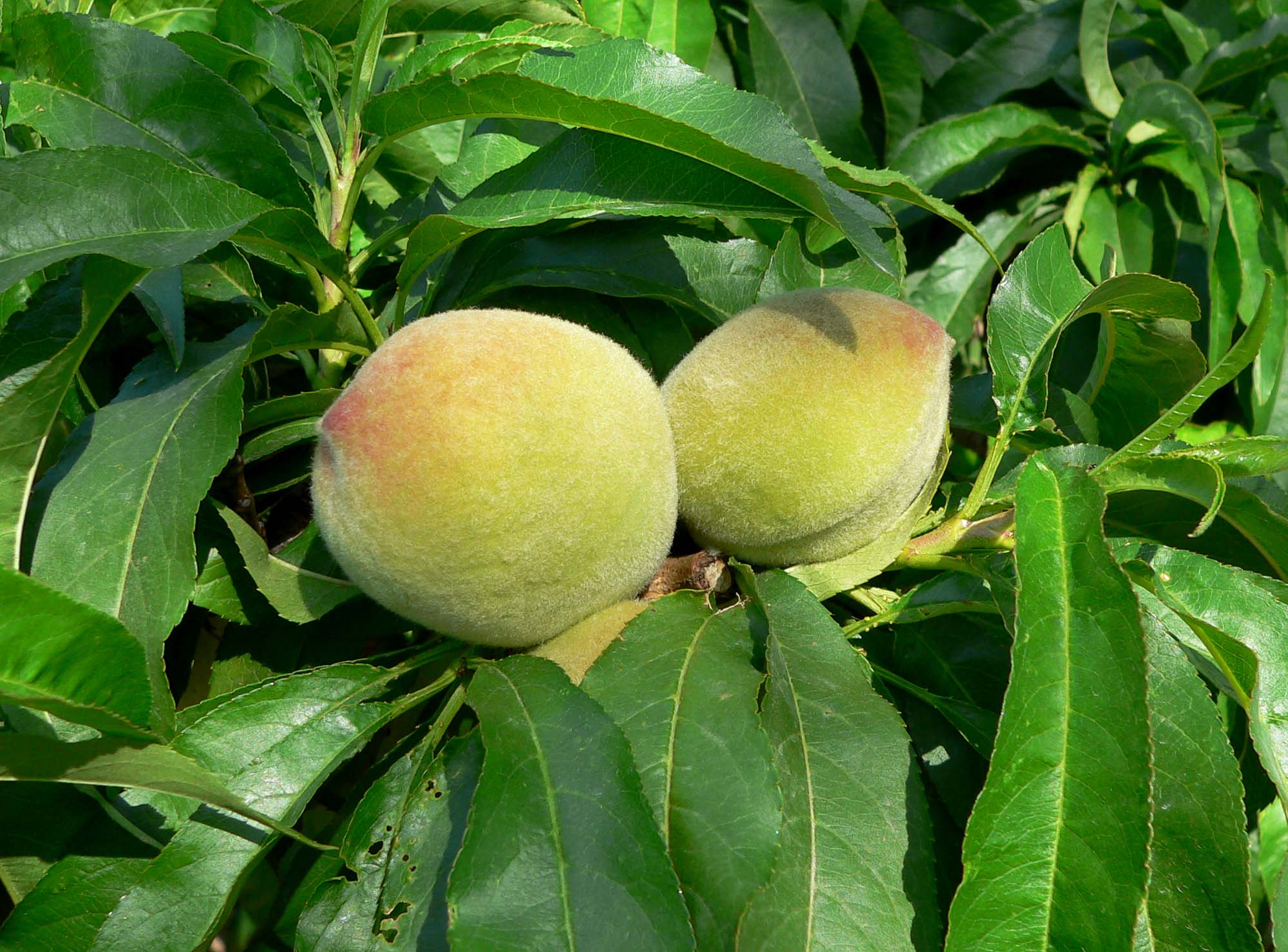 Persica Wallpapers - Top Free Persica Backgrounds - WallpaperAccess