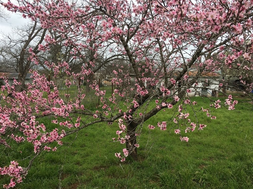 Persica Wallpapers - Top Free Persica Backgrounds - WallpaperAccess