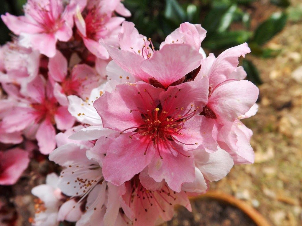 Persica Wallpapers - Top Free Persica Backgrounds - WallpaperAccess