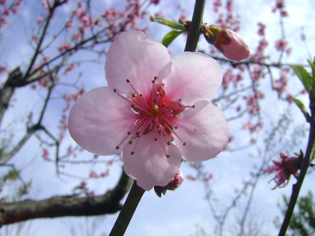 Persica Wallpapers - Top Free Persica Backgrounds - WallpaperAccess