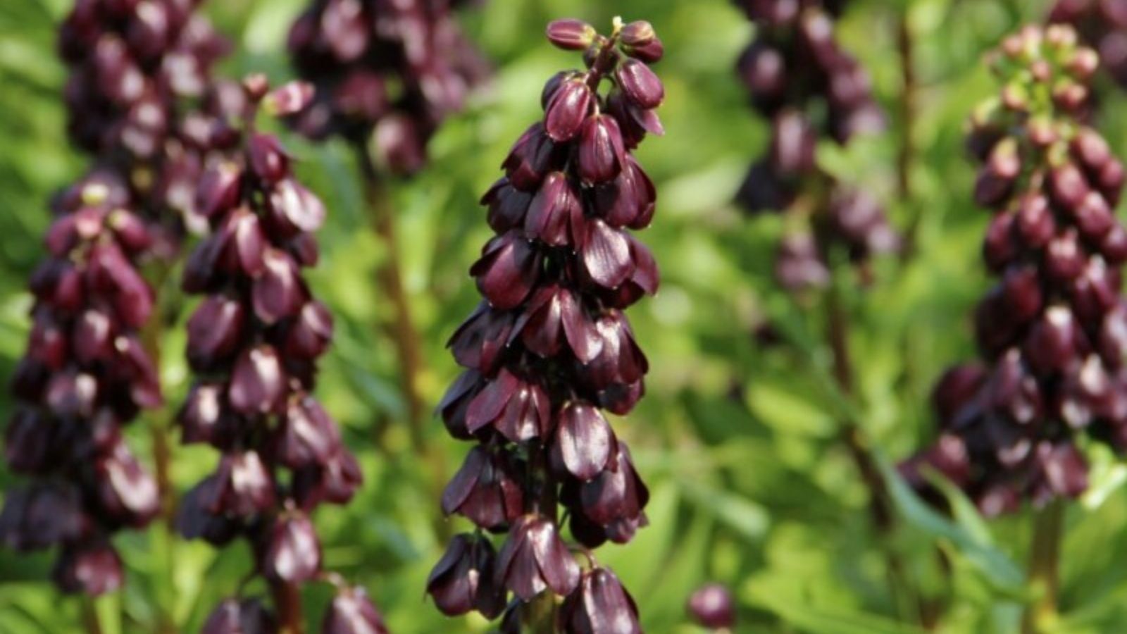 Persica Wallpapers - Top Free Persica Backgrounds - WallpaperAccess