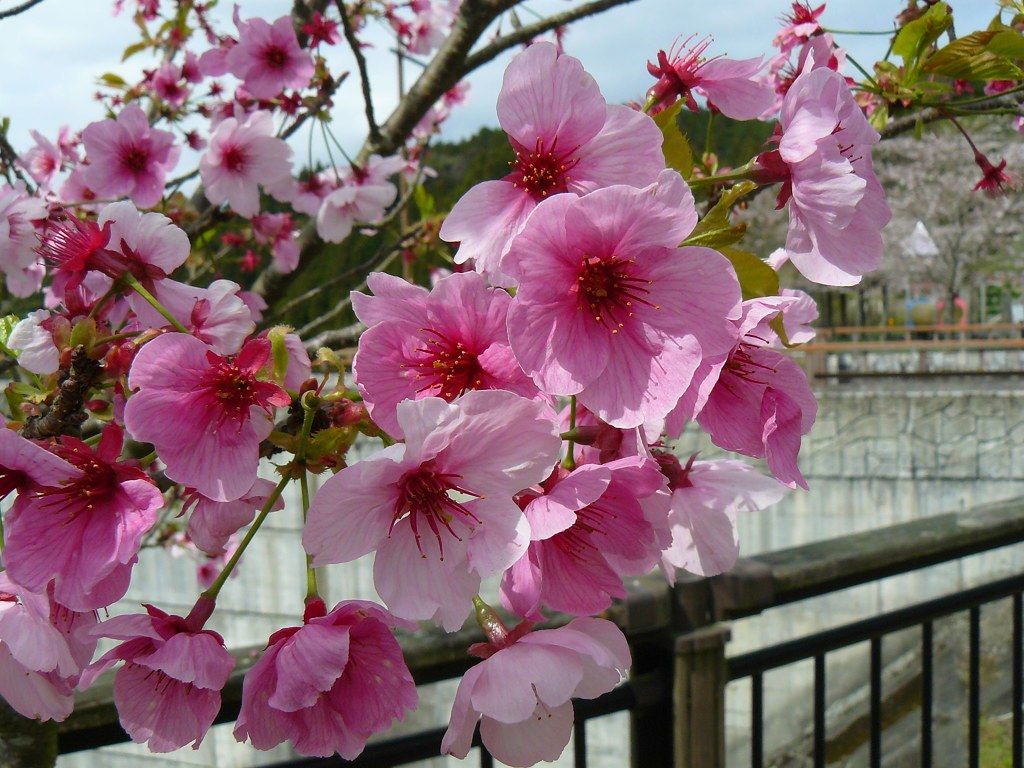 Persica Wallpapers - Top Free Persica Backgrounds - WallpaperAccess