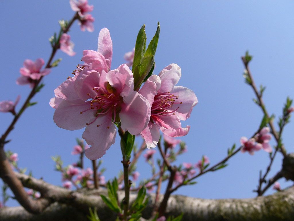 Persica Wallpapers - Top Free Persica Backgrounds - WallpaperAccess