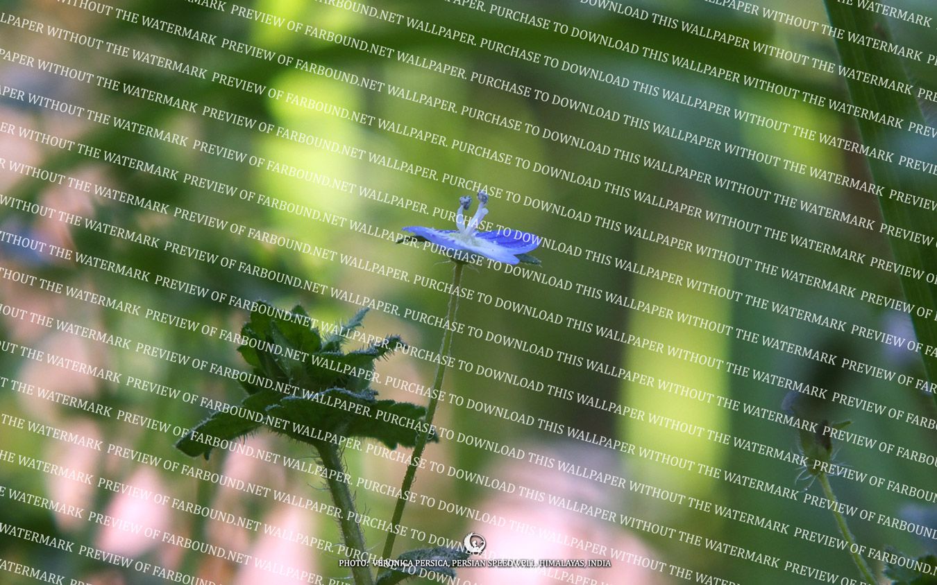 Persica Wallpapers - Top Free Persica Backgrounds - WallpaperAccess