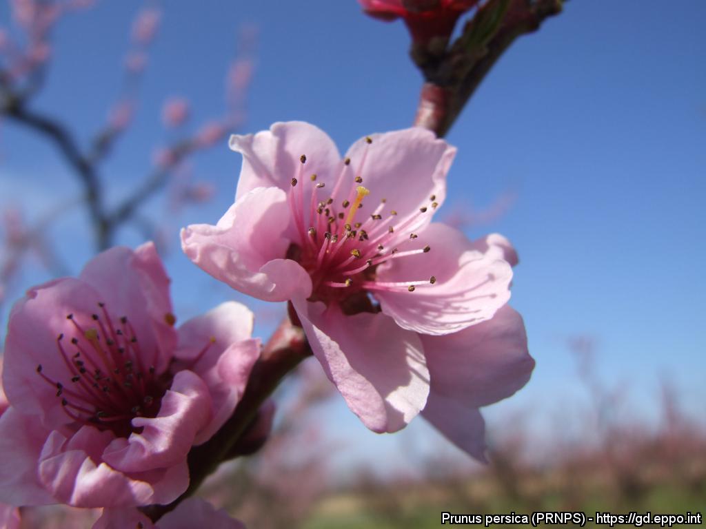 Persica Wallpapers - Top Free Persica Backgrounds - WallpaperAccess