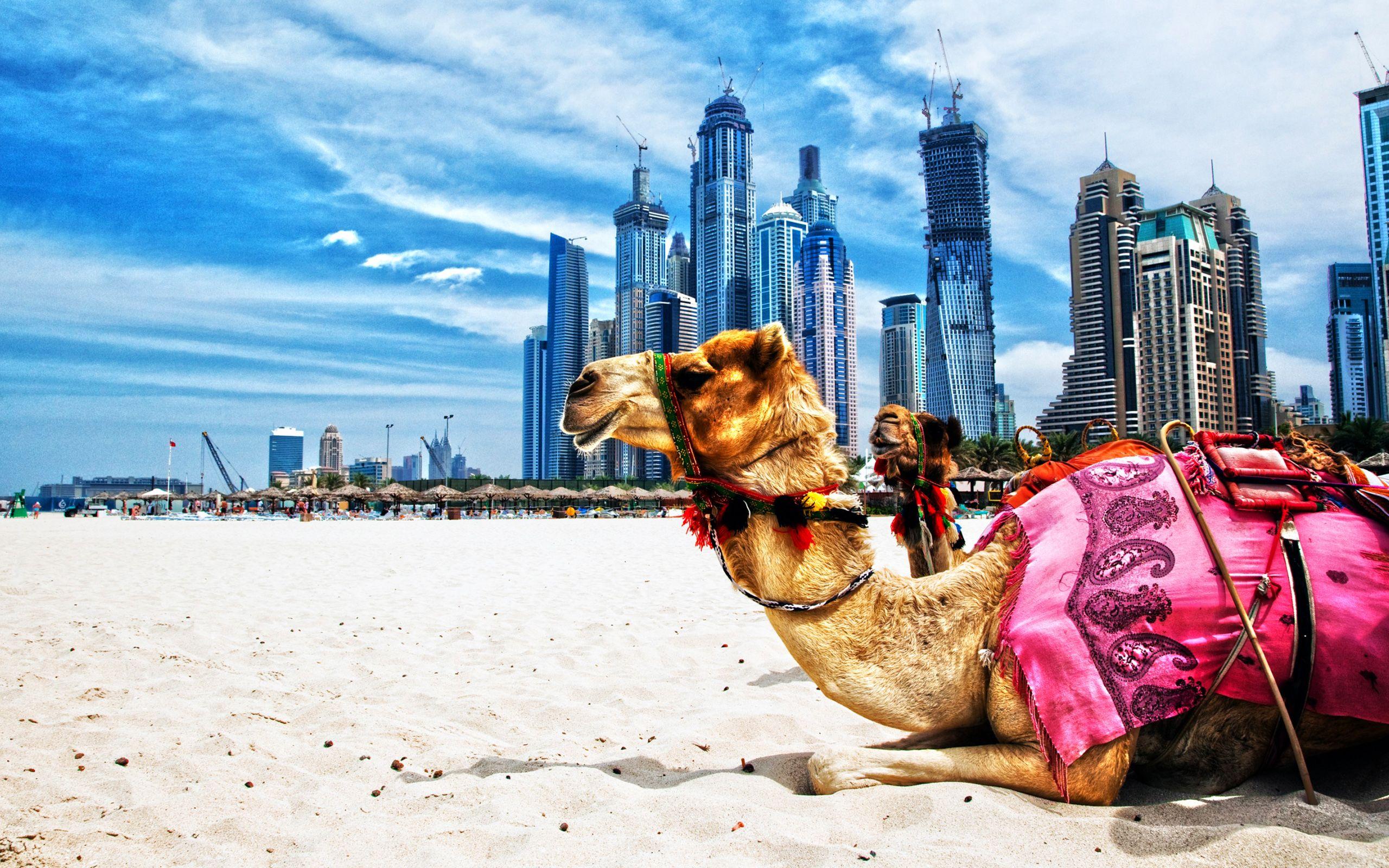 Dubai Beach Wallpapers - Top Free Dubai Beach Backgrounds - WallpaperAccess