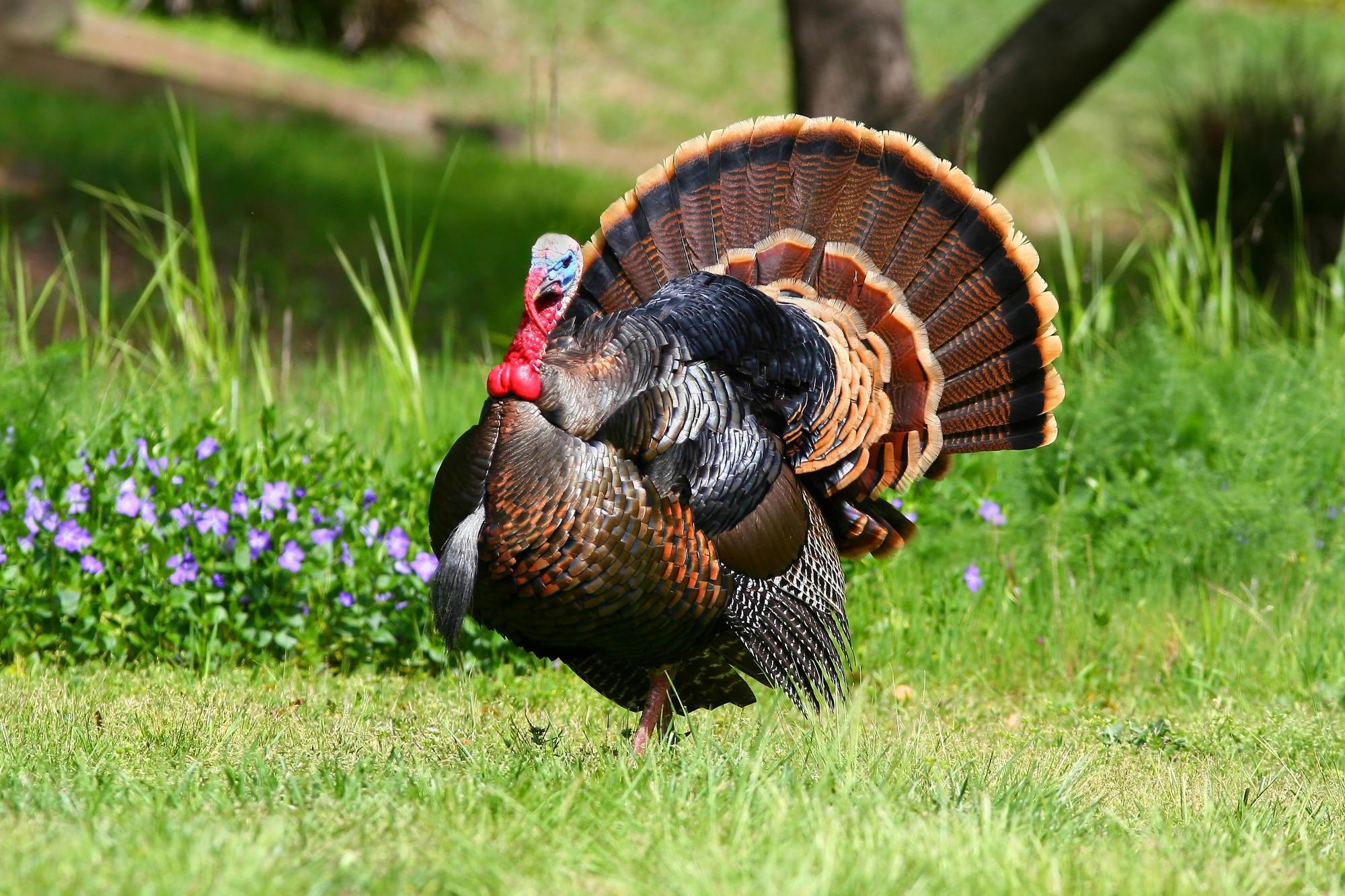 Strutting Wild Turkey Wallpapers - Top Free Strutting Wild Turkey ...