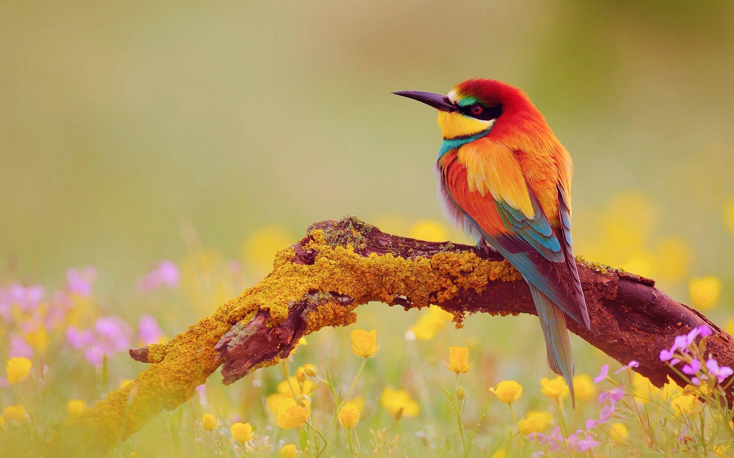 Wild Bird Wallpapers - Top Free Wild Bird Backgrounds - WallpaperAccess