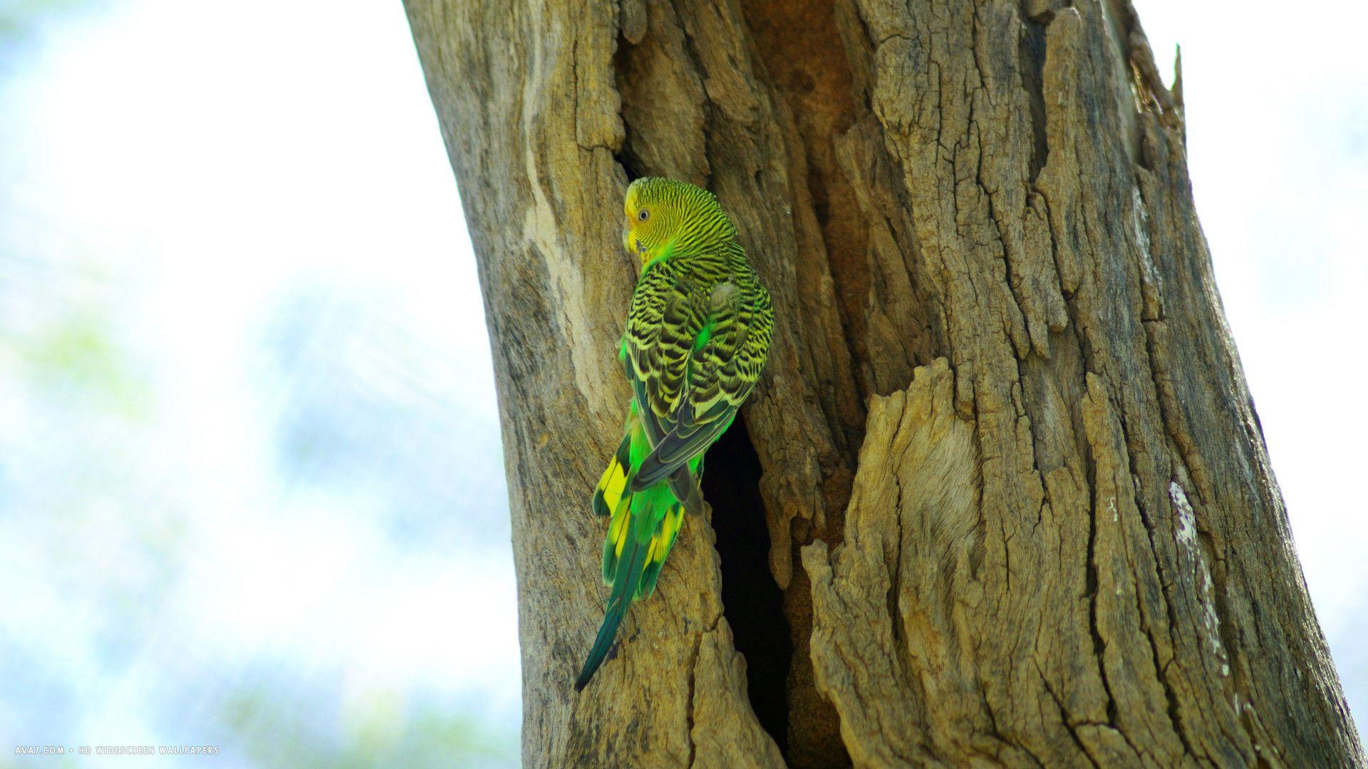 Wild Bird Wallpapers - Top Free Wild Bird Backgrounds - WallpaperAccess