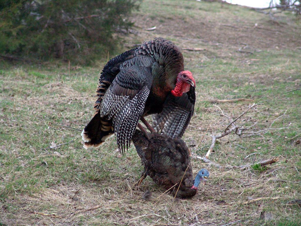 Strutting Wild Turkey Wallpapers - Top Free Strutting Wild Turkey ...