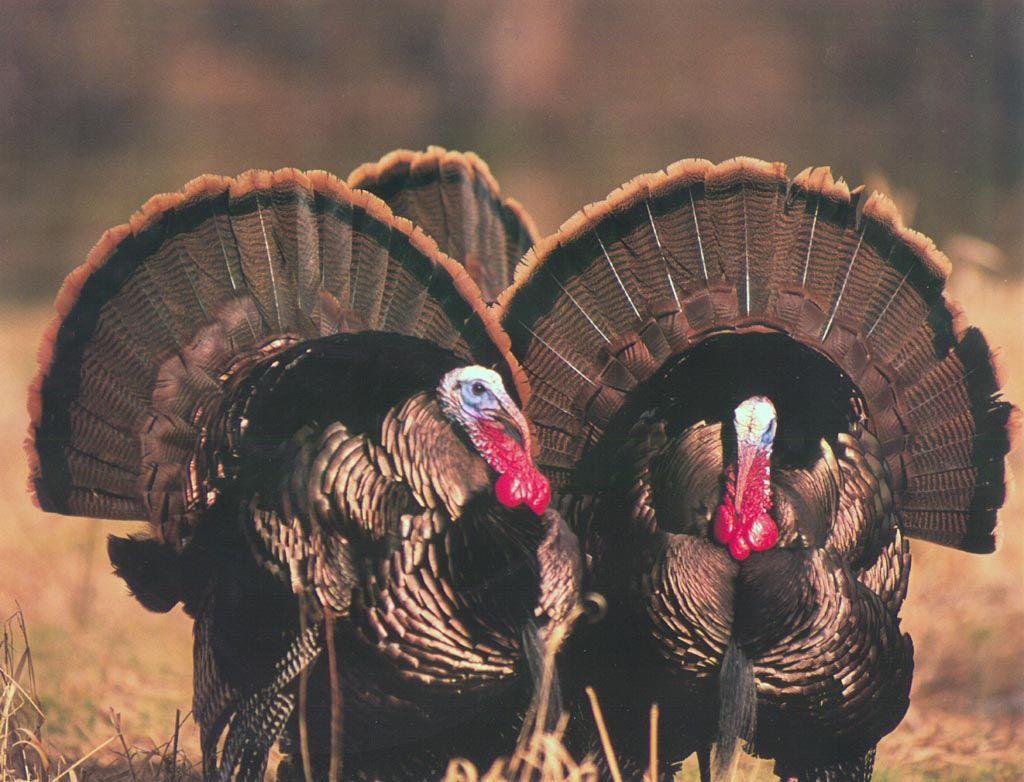 Strutting Wild Turkey Wallpapers - Top Free Strutting Wild Turkey ...
