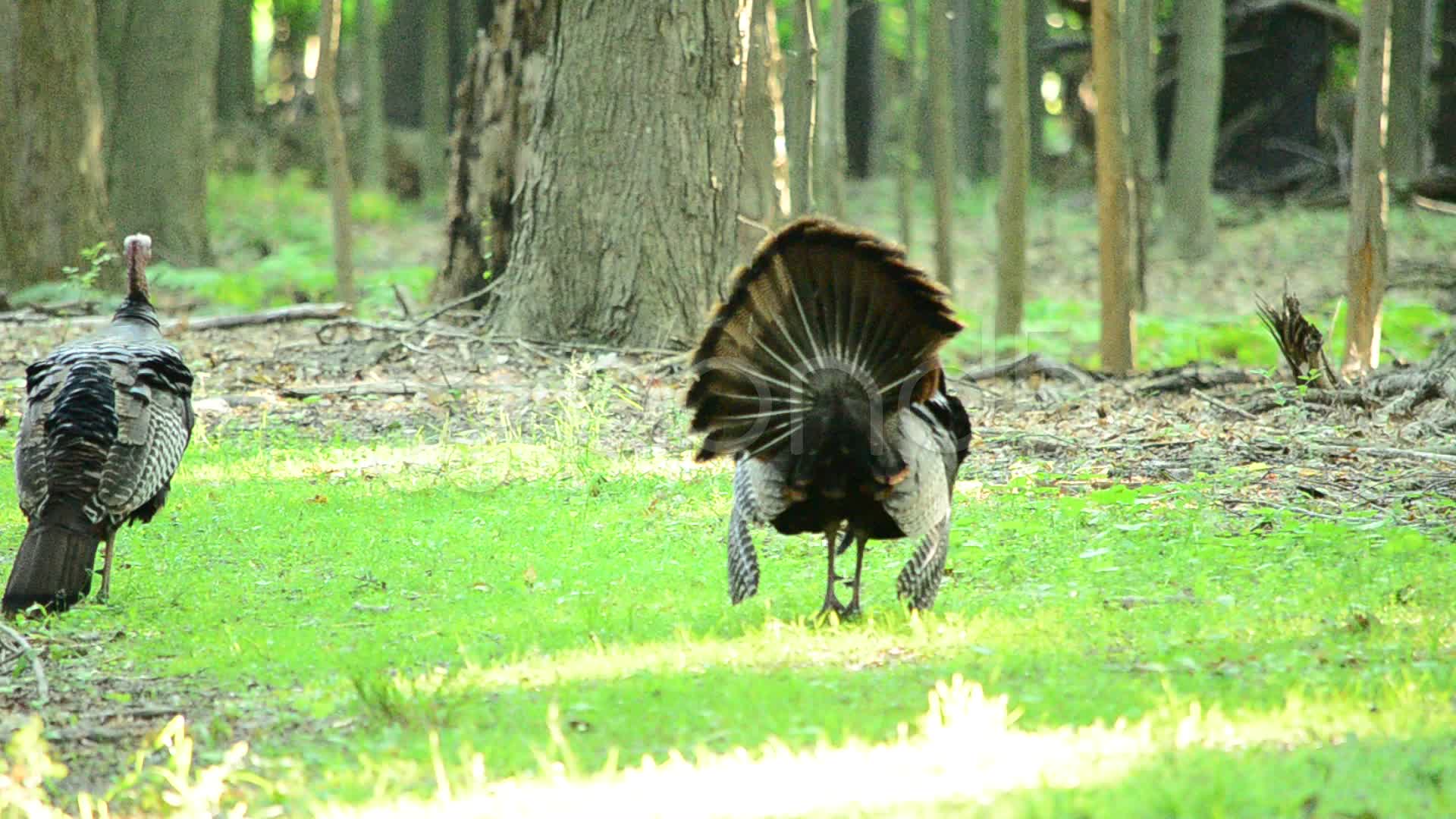 Strutting Wild Turkey Wallpapers - Top Free Strutting Wild Turkey ...