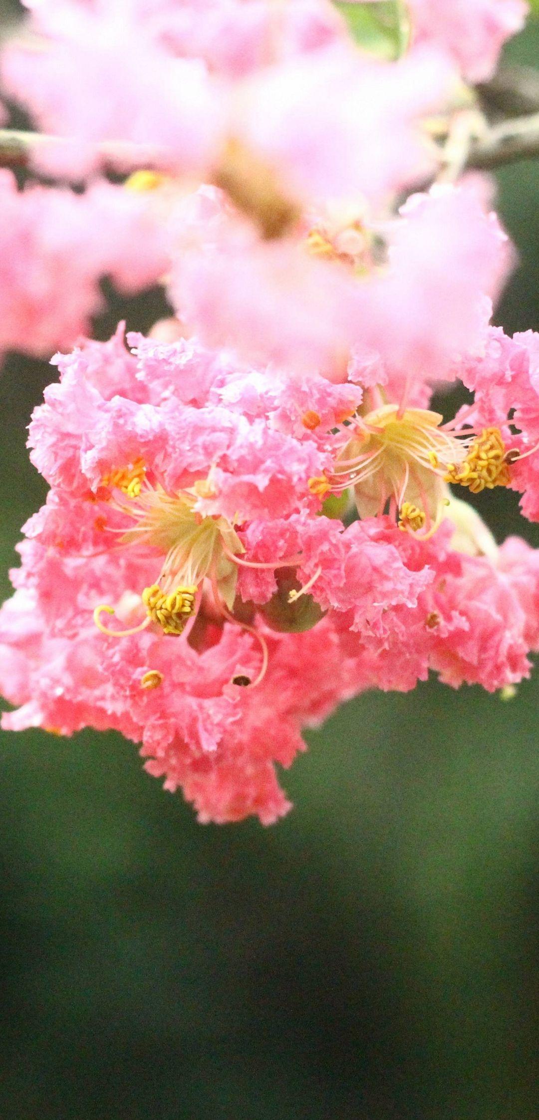 1080x2244 Wallpapers - Top Những Hình Ảnh Đẹp