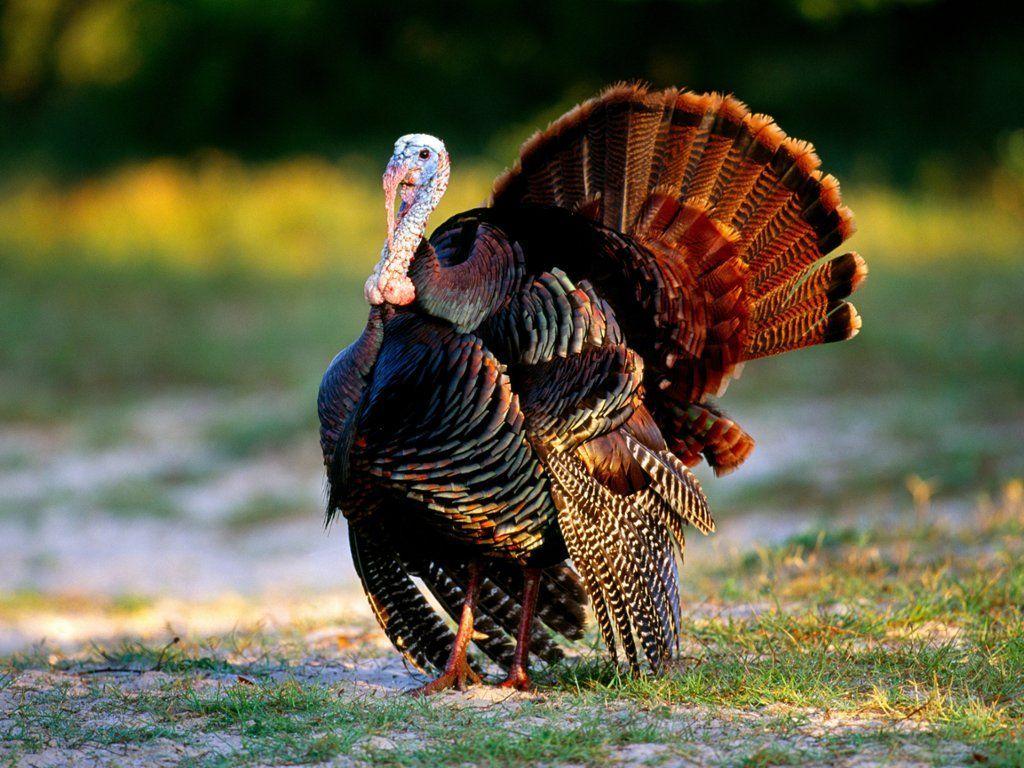 Strutting Wild Turkey Wallpapers - Top Free Strutting Wild Turkey ...