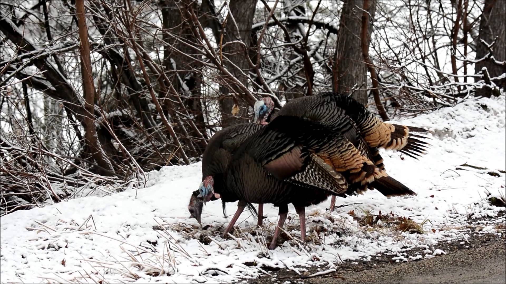 Strutting Wild Turkey Wallpapers - Top Free Strutting Wild Turkey ...