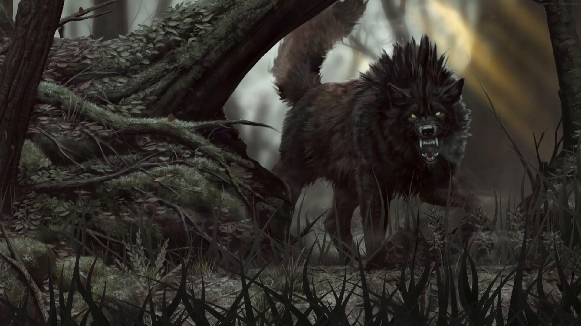 Direwolf Wallpapers - Top Free Direwolf Backgrounds - WallpaperAccess