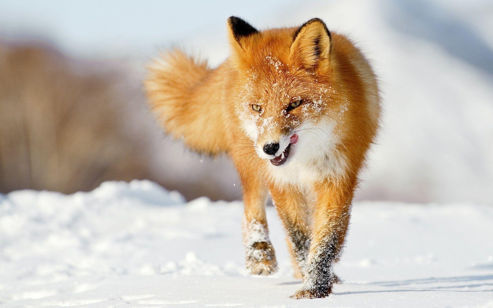 4K Fox Wallpapers - Top Free 4K Fox Backgrounds - WallpaperAccess
