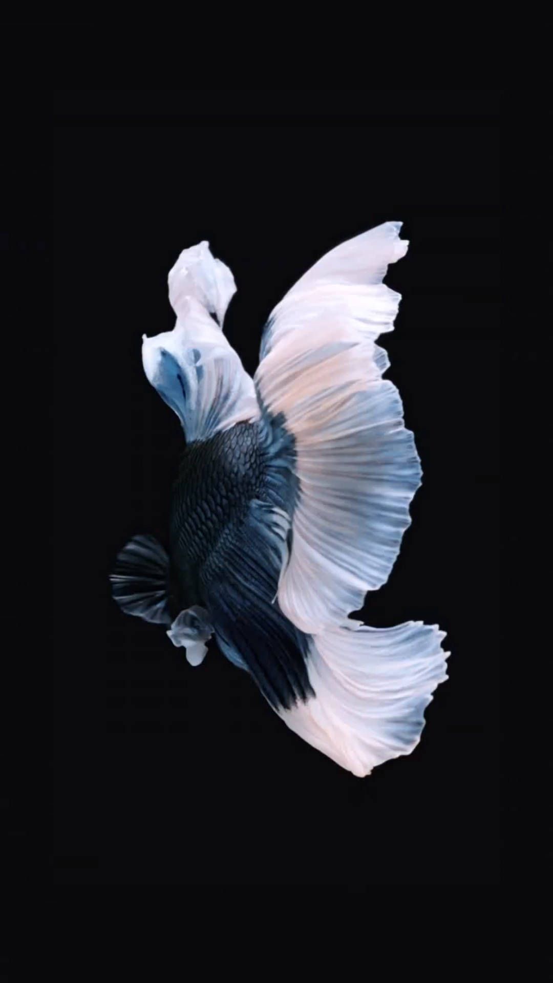 Dark Fish Wallpapers - Top Free Dark Fish Backgrounds - WallpaperAccess