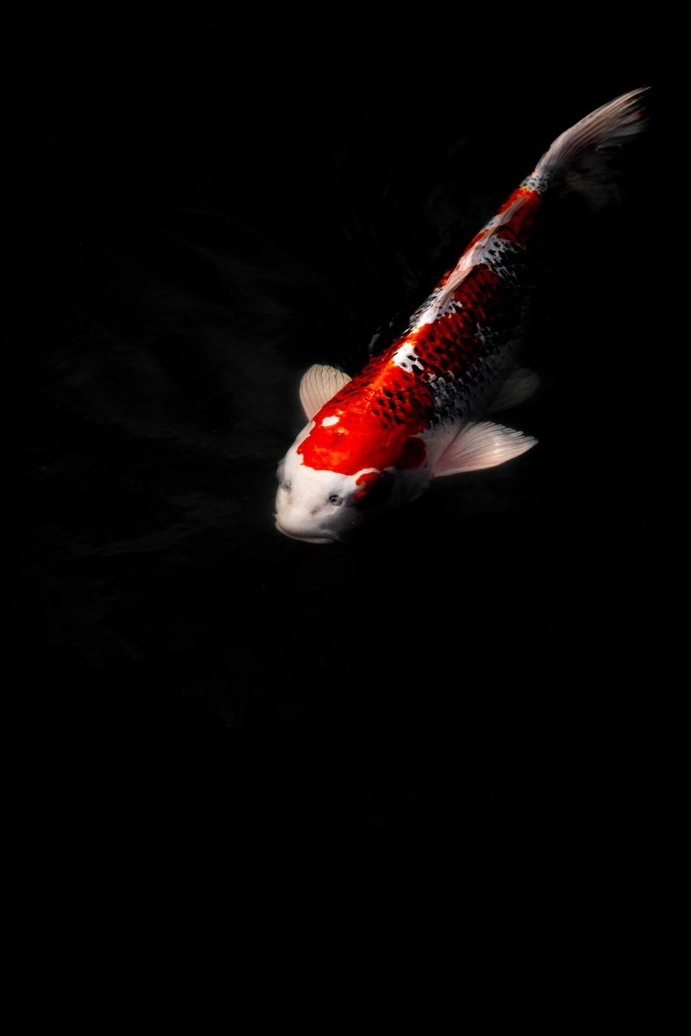 Dark Fish Wallpapers - Top Free Dark Fish Backgrounds - WallpaperAccess