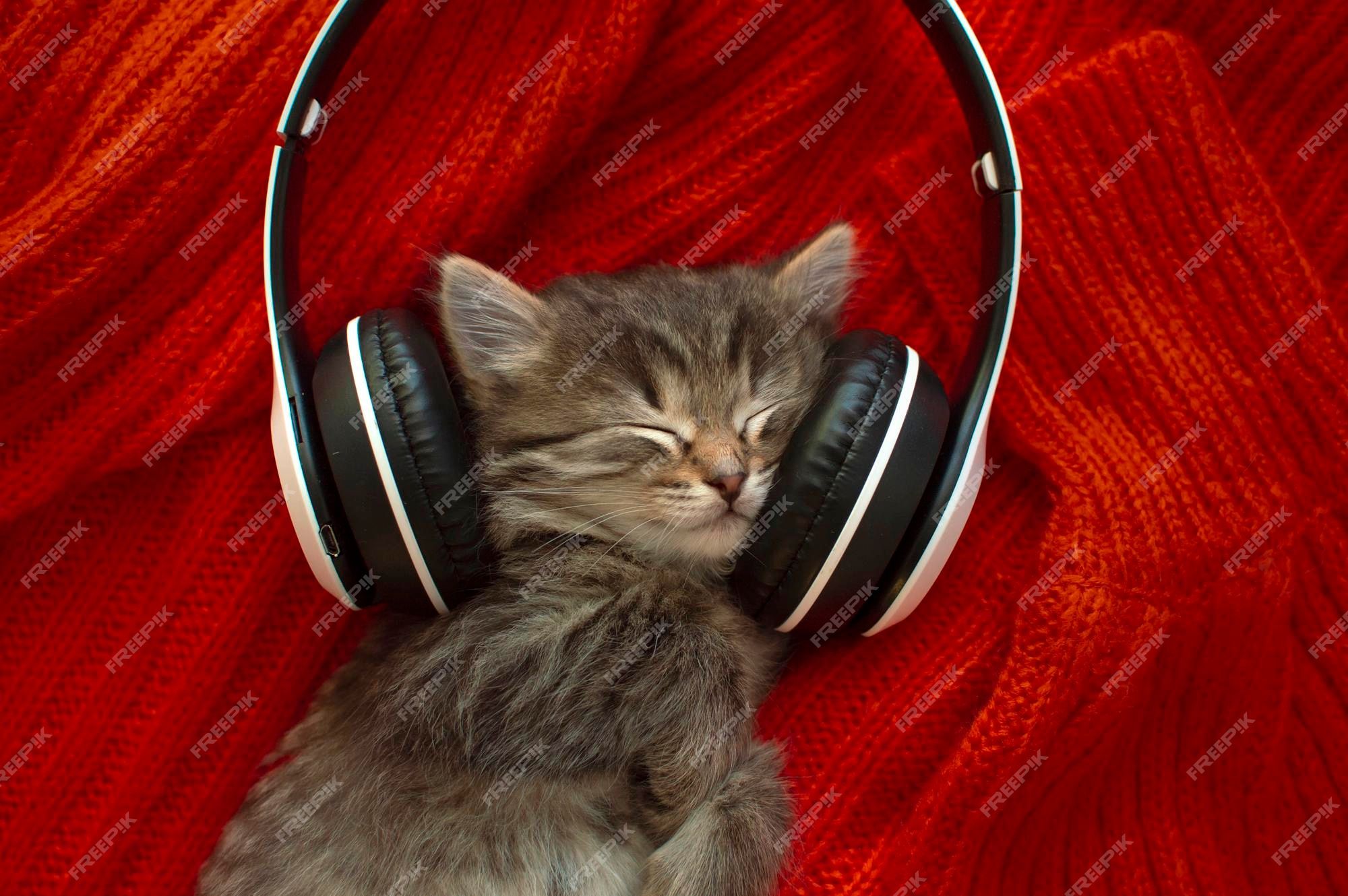 Cat Music Wallpapers - Top Free Cat Music Backgrounds - WallpaperAccess