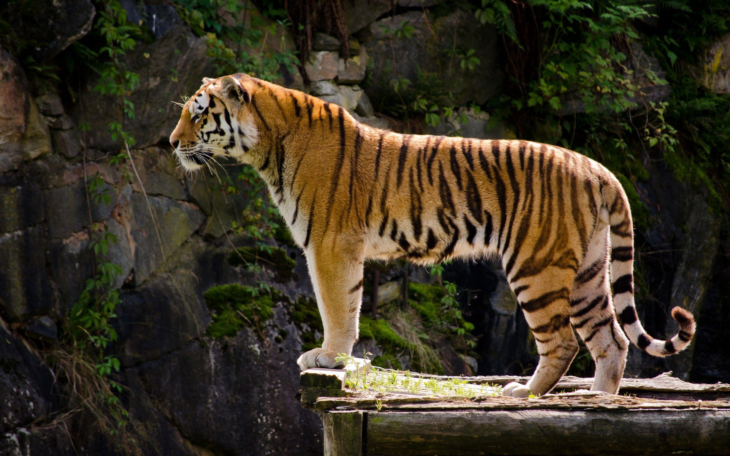 Beautiful Tiger Wallpapers - Top Free Beautiful Tiger Backgrounds ...
