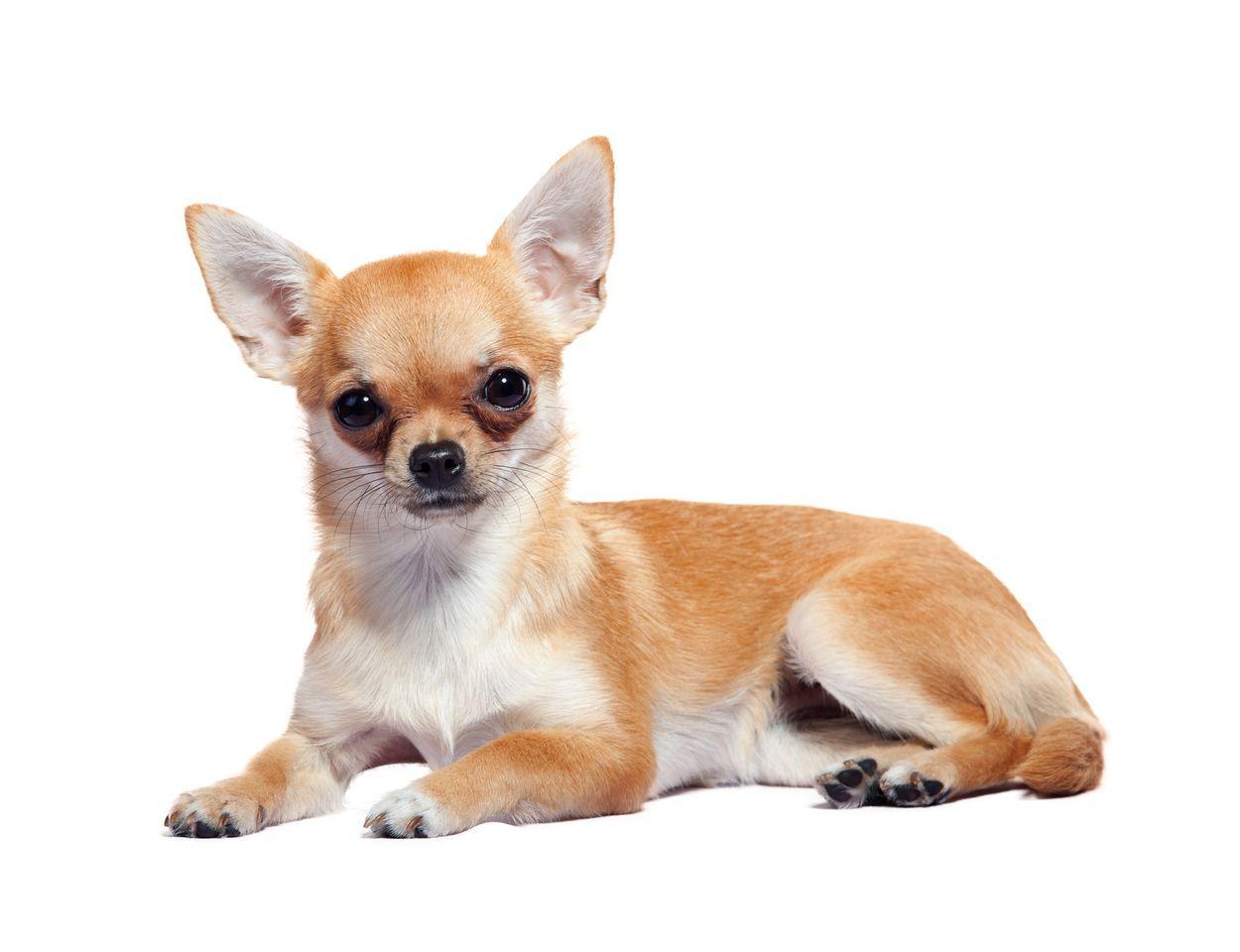 Baby Chiwawa Wallpapers - Top Free Baby Chiwawa Backgrounds ...