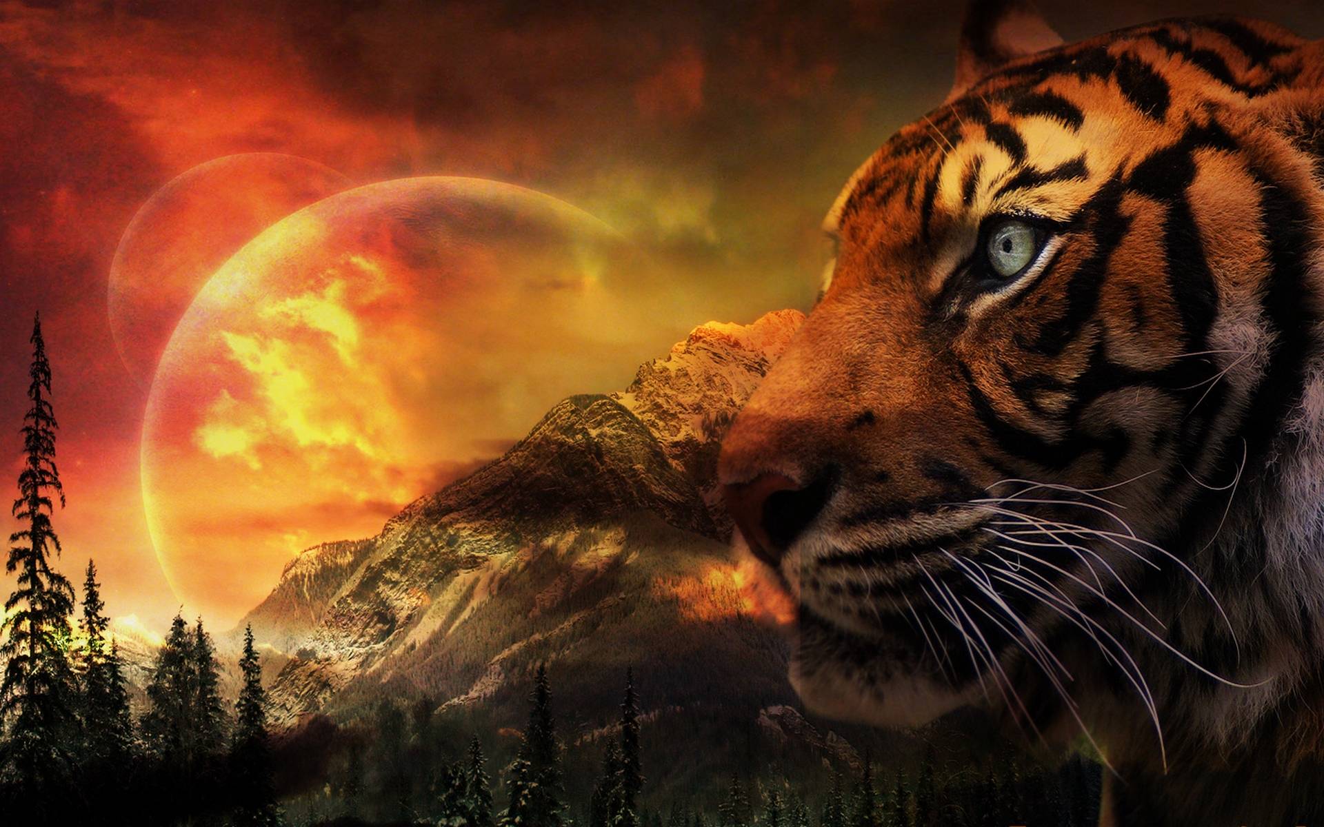 Fire Tiger Wallpapers - Top Free Fire Tiger Backgrounds - WallpaperAccess