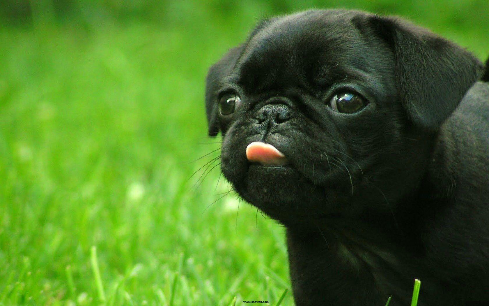 Dog Aesthetic Wallpapers - Top Free Dog Aesthetic Backgrounds ...