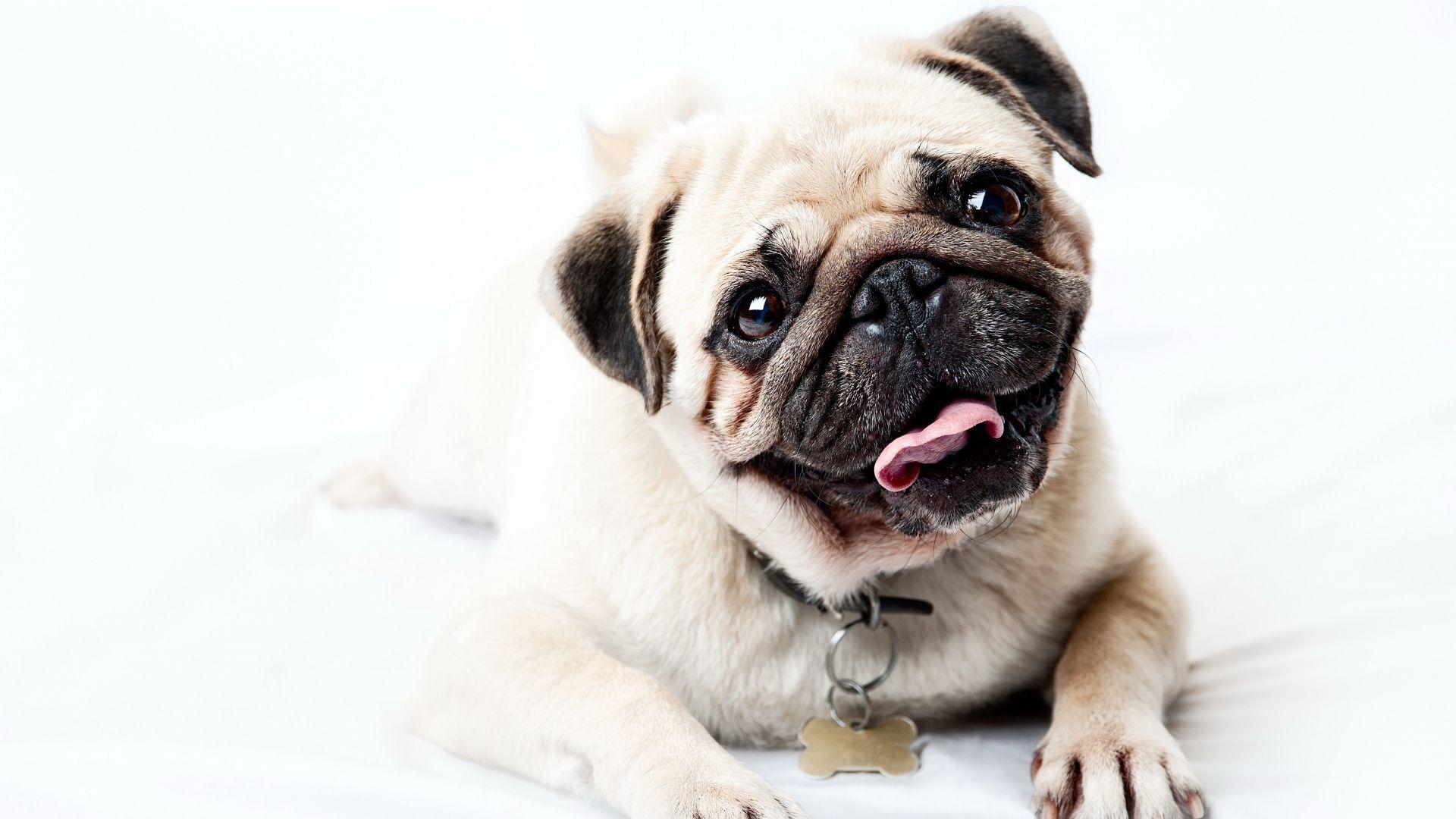 Dog Aesthetic Wallpapers - Top Free Dog Aesthetic Backgrounds ...